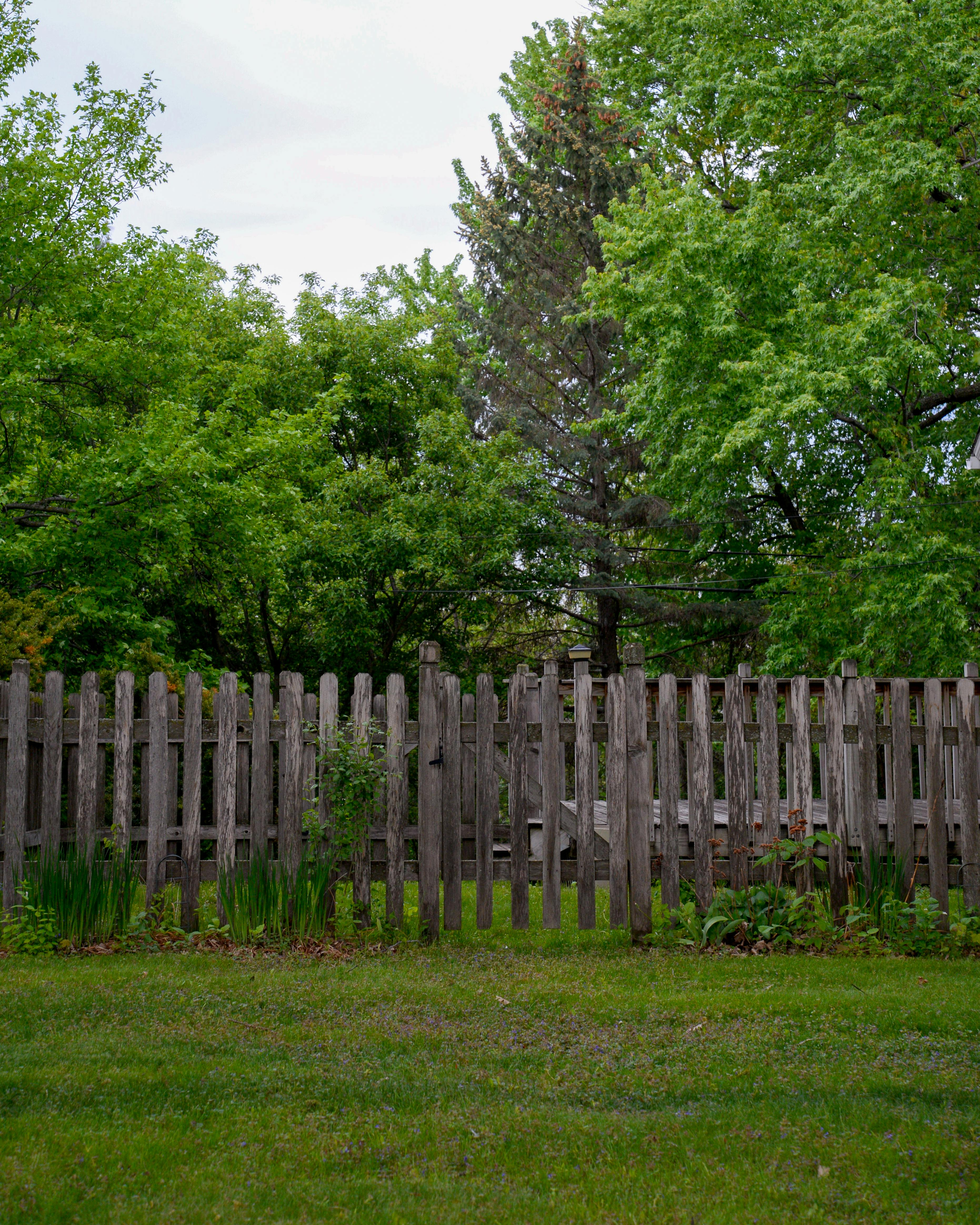 Trees near Wooden Fence · Free Stock Photo