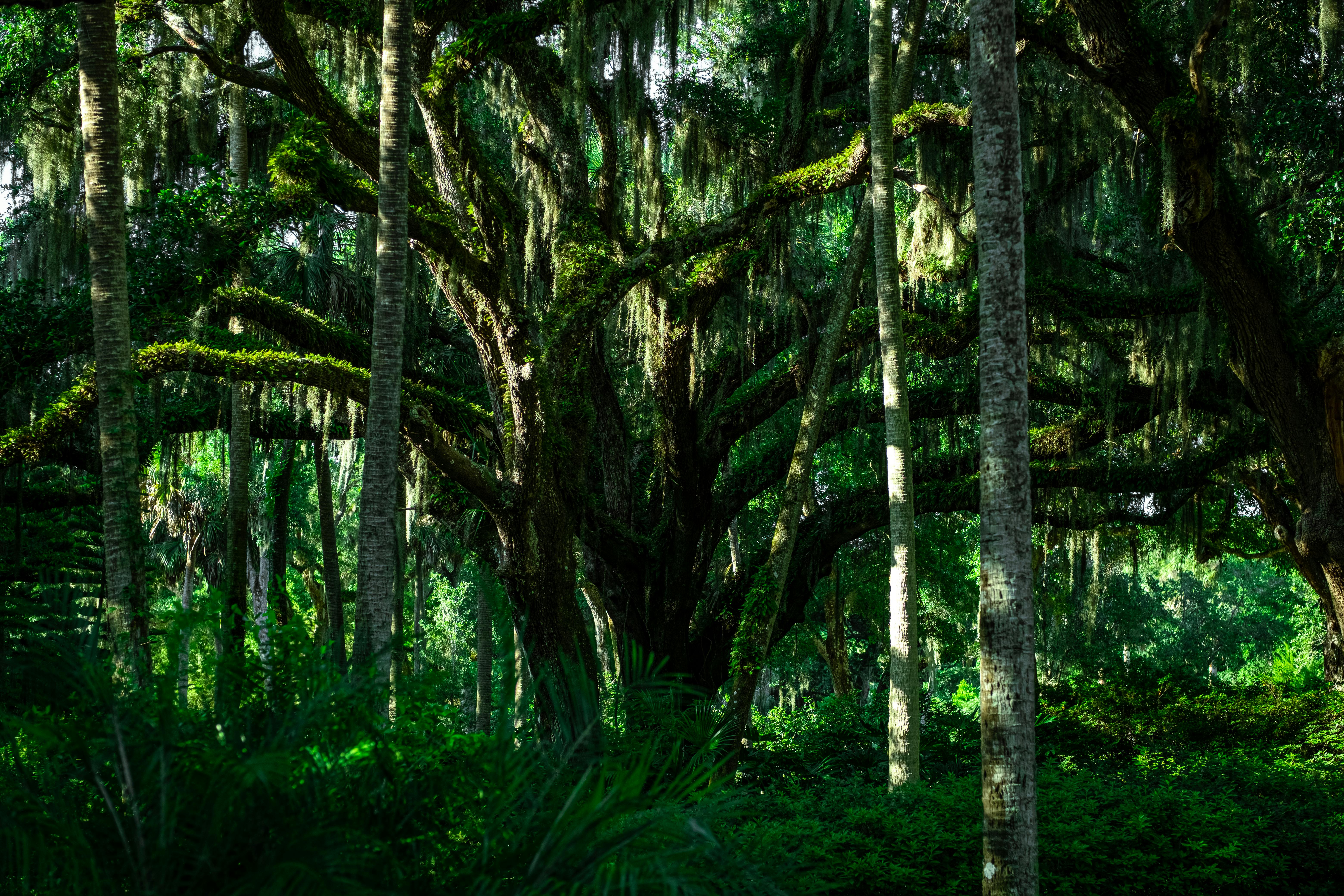 Green Trees on a Forest · Free Stock Photo