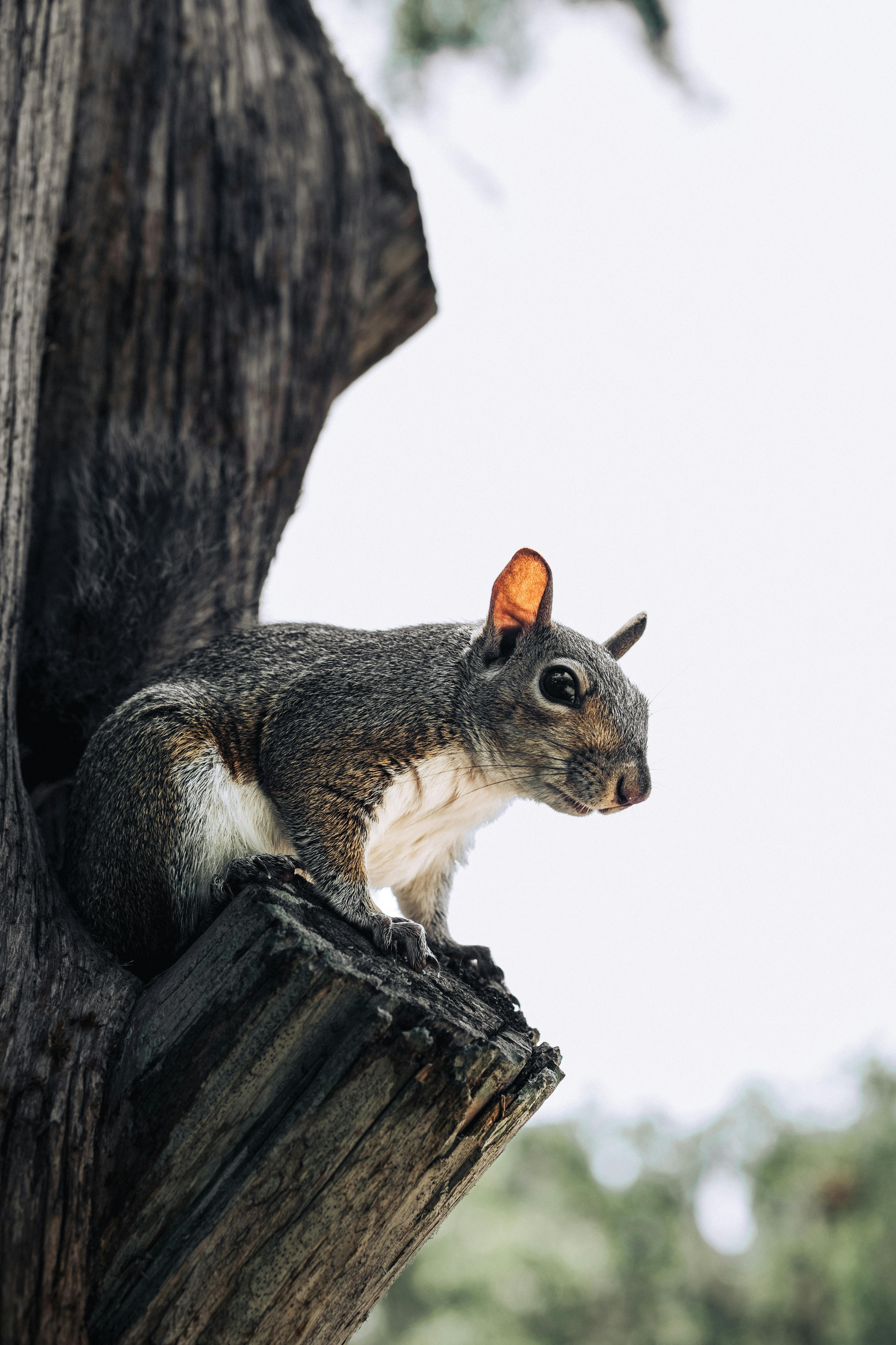 Squirrel On Tree Branch · Free Stock Photo