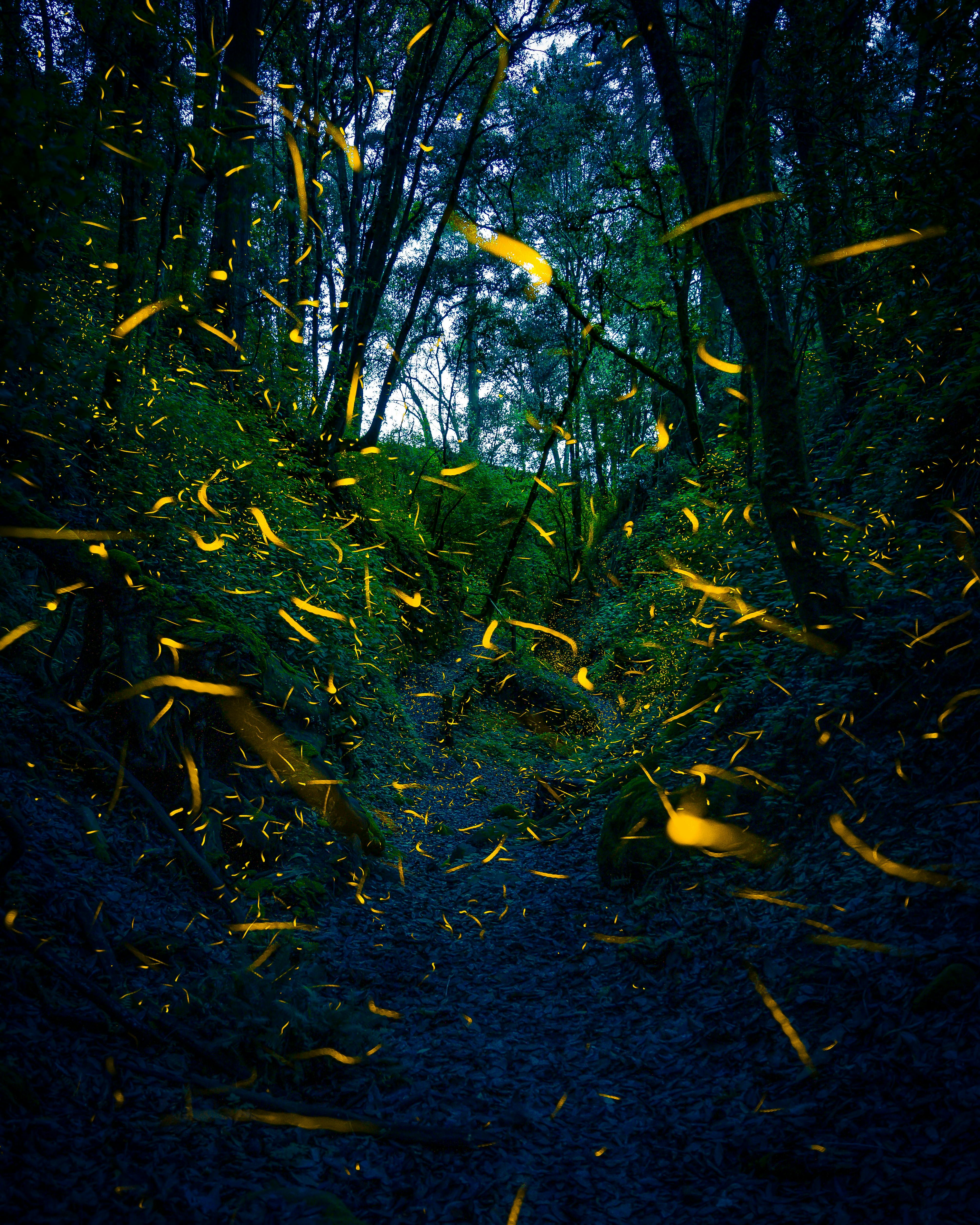 Beautiful Fireflies Photos, Download The BEST Free Beautiful Fireflies ...