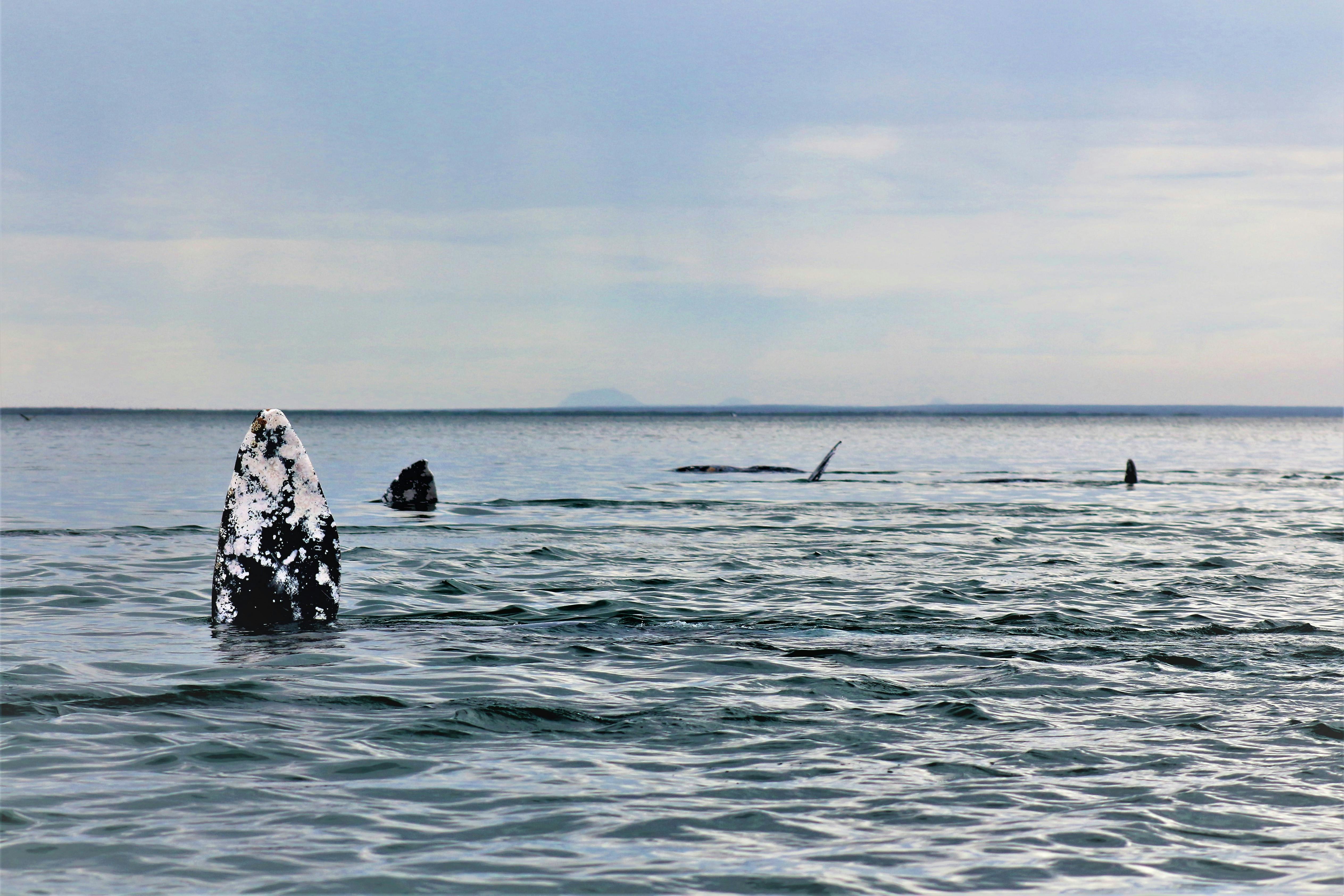 Photography of Whale Tail On Water Surface · Free Stock Photo