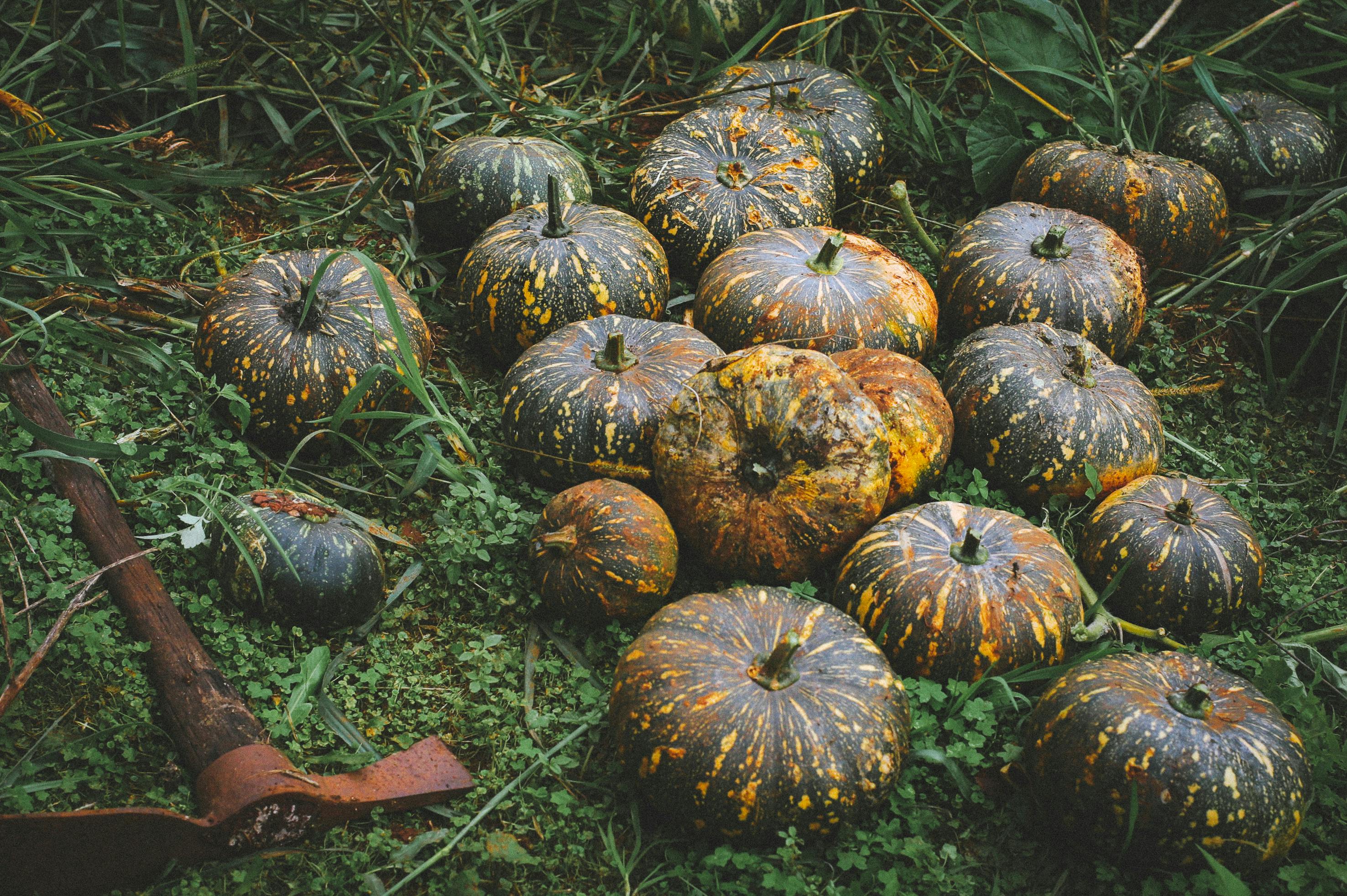 Hoe and Pumpkins on Grass · Free Stock Photo