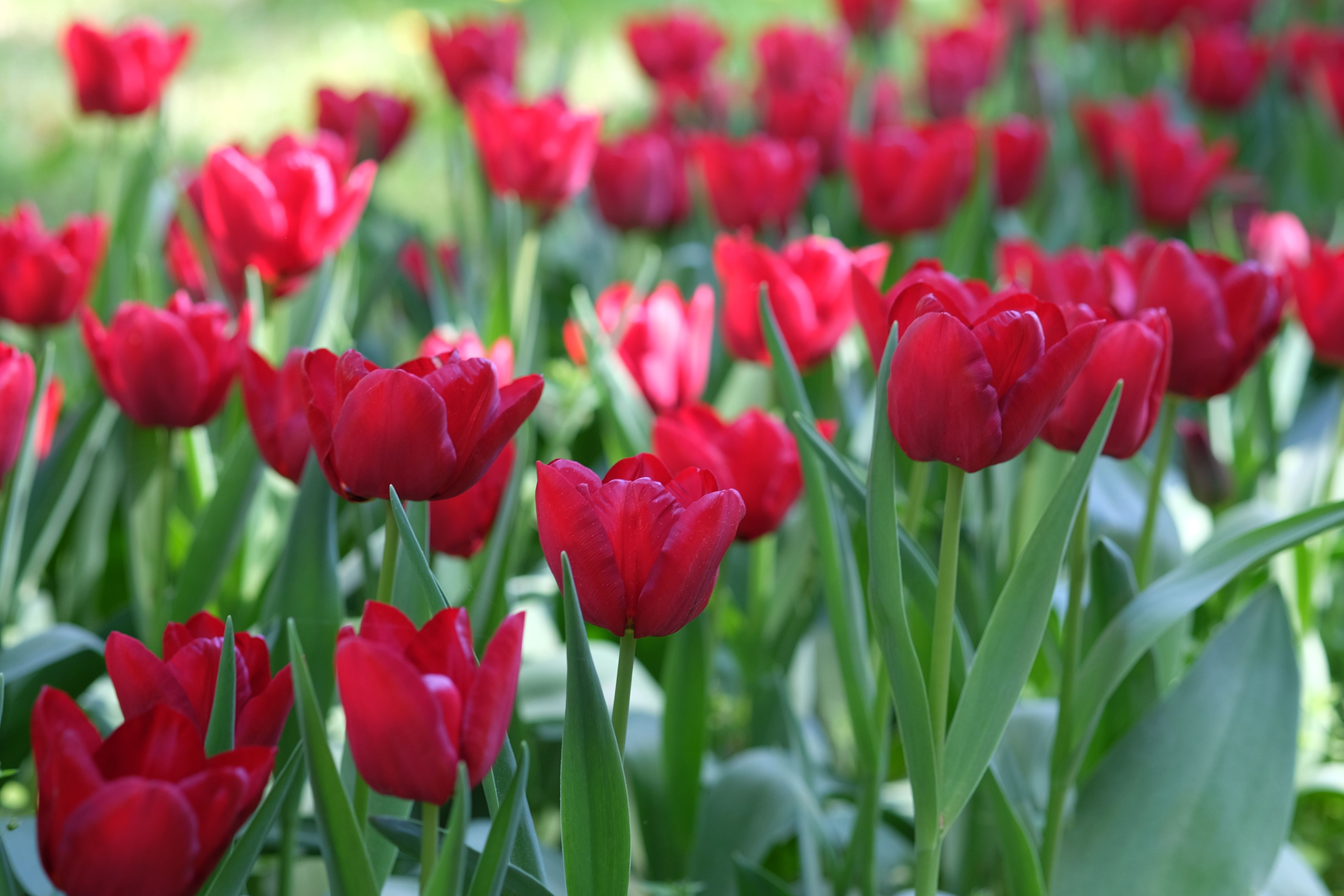 Red Tulip Flower On Book Page · Free Stock Photo