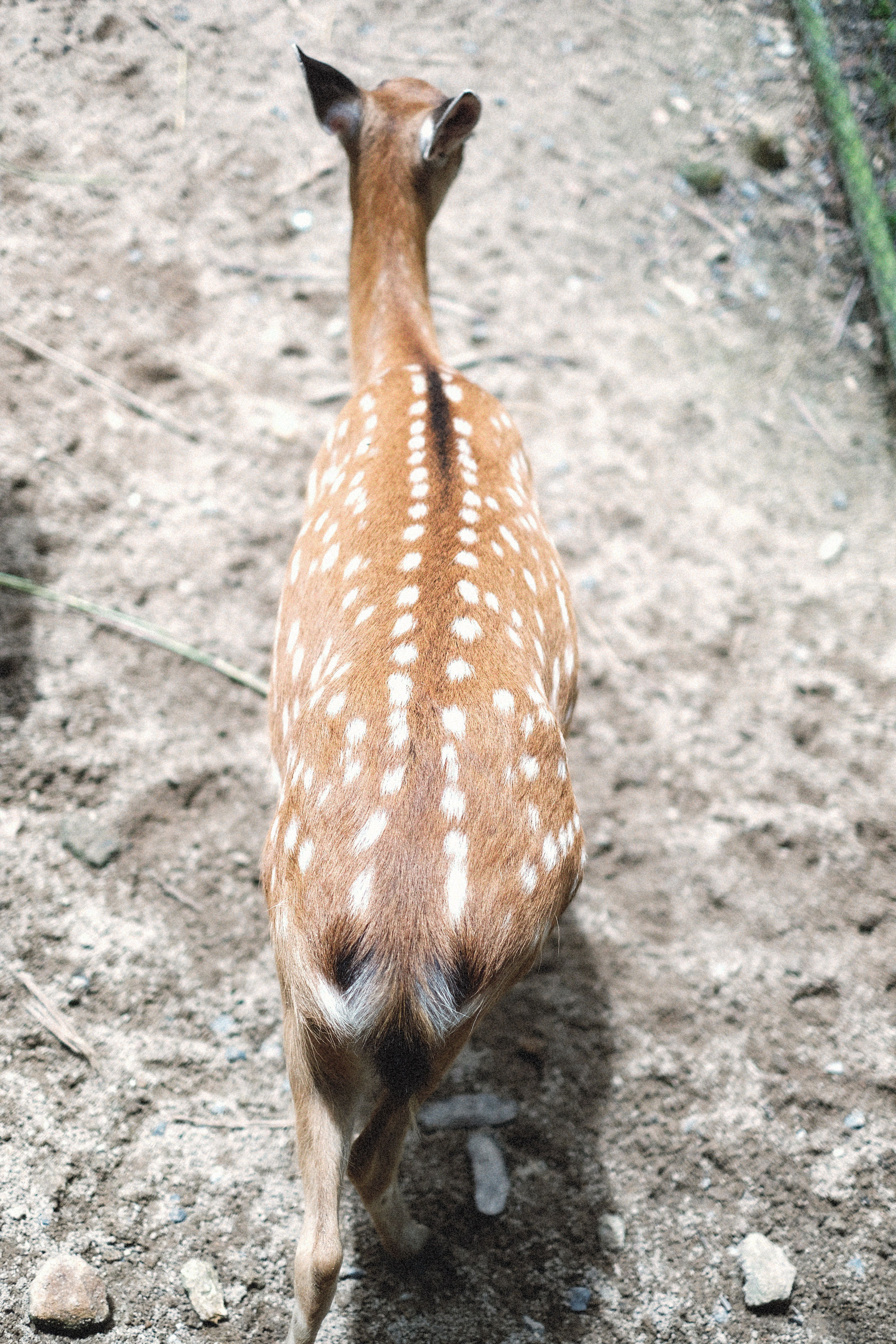 Back View of a Walking Deer with White Spots · Free Stock Photo