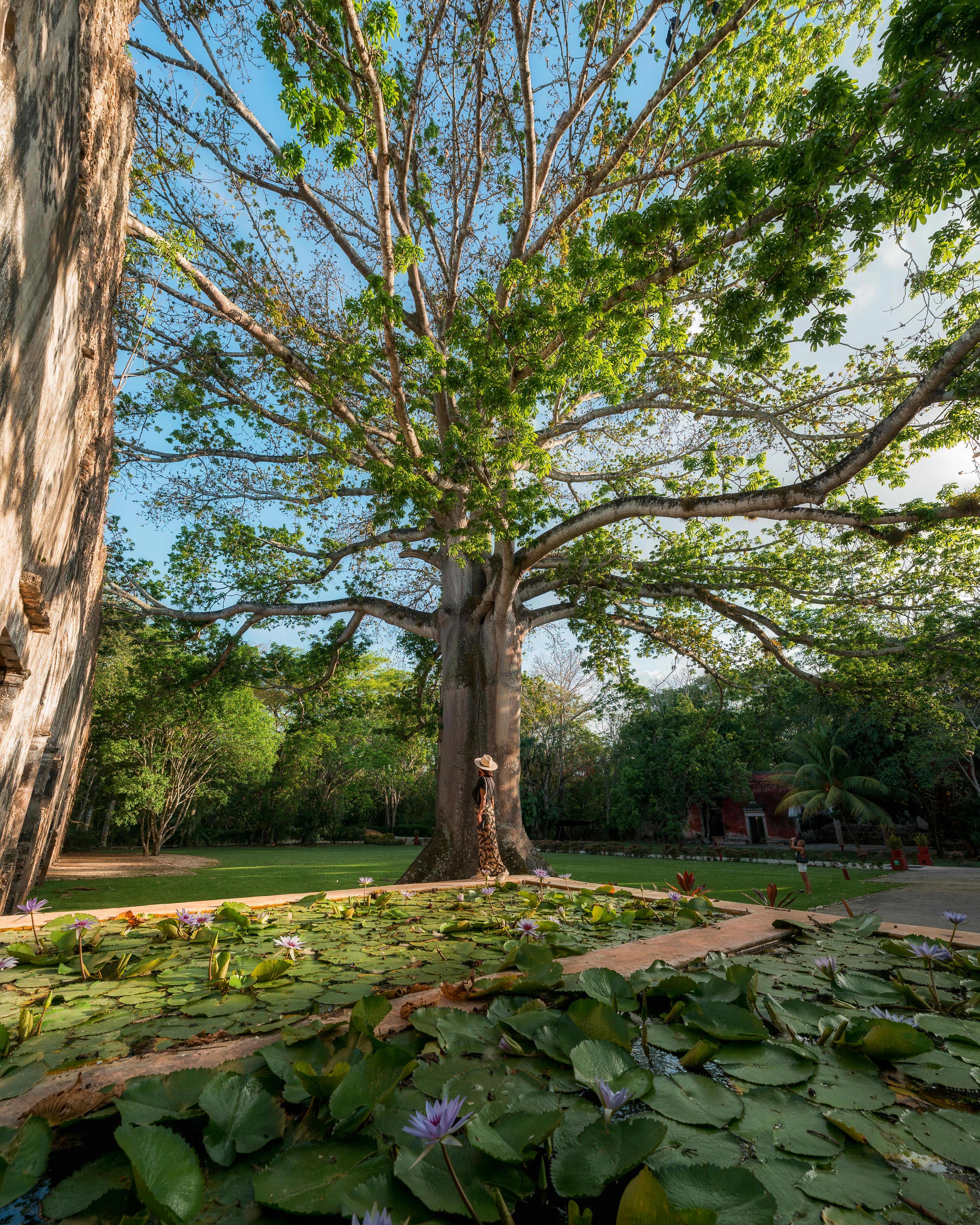 Large Tree in Garden · Free Stock Photo