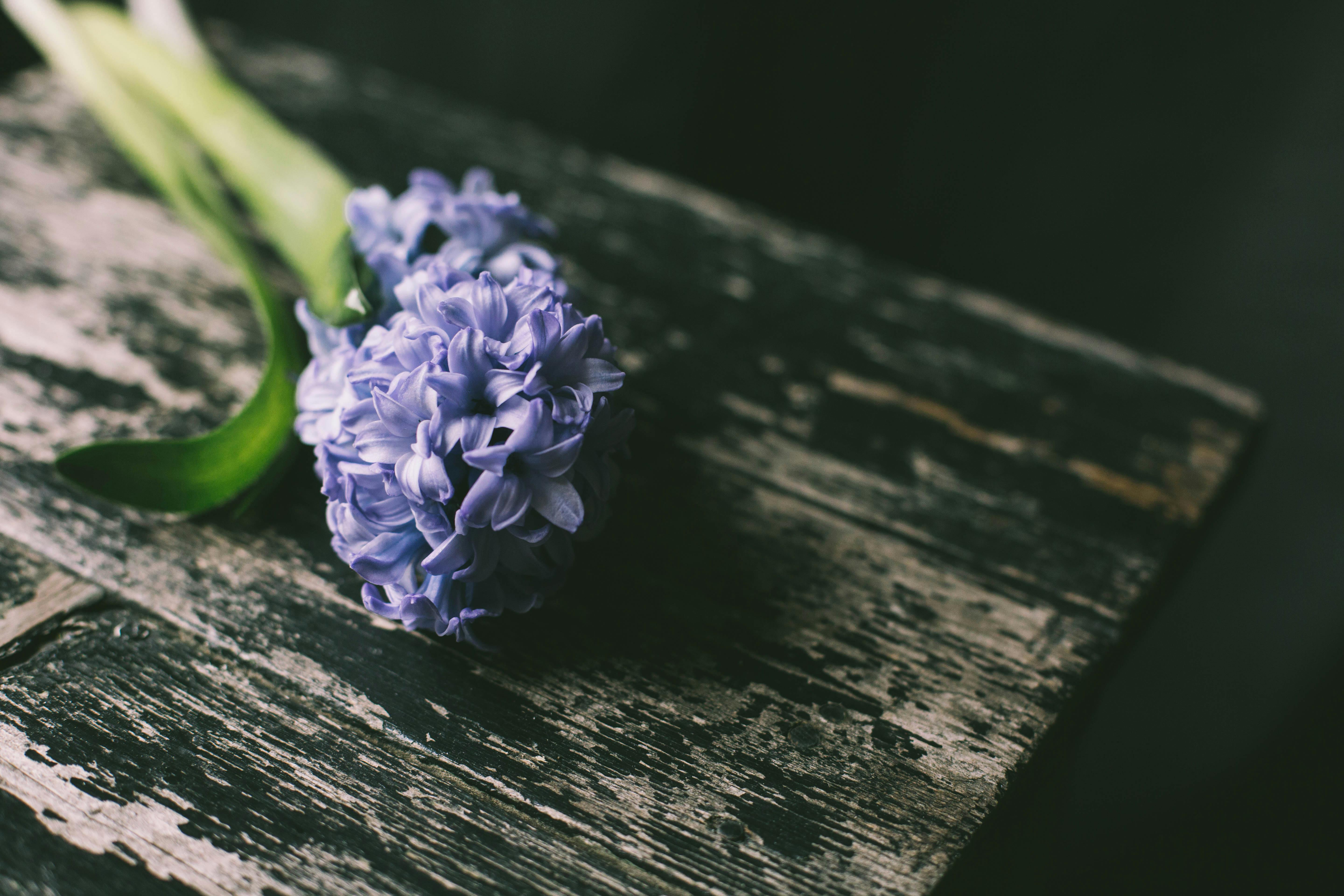 Growing and Enjoying Vibrant Hyacinth Flowers at Home Easily