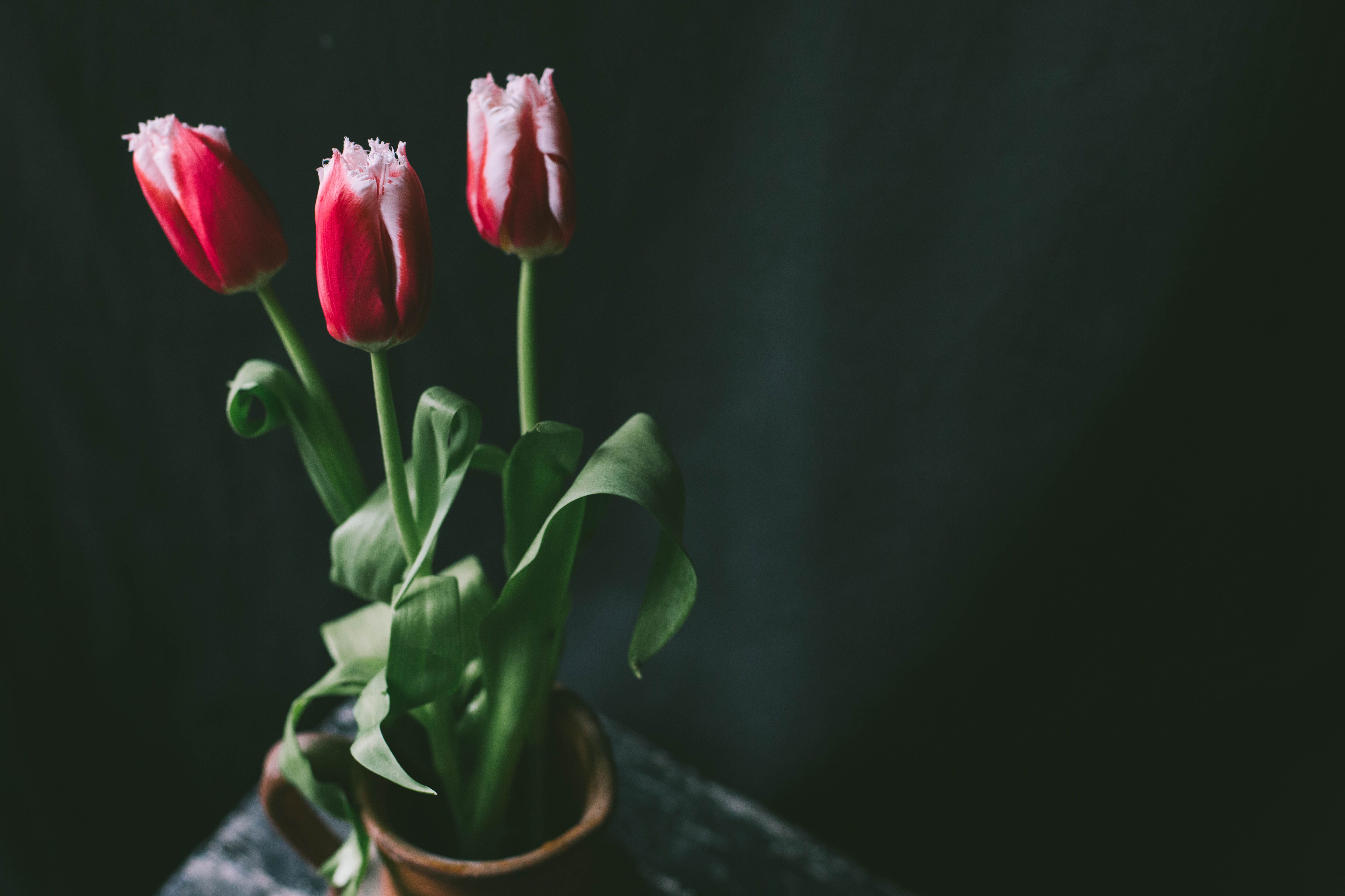 Red Tulips in Brown Clay Pot · Free Stock Photo
