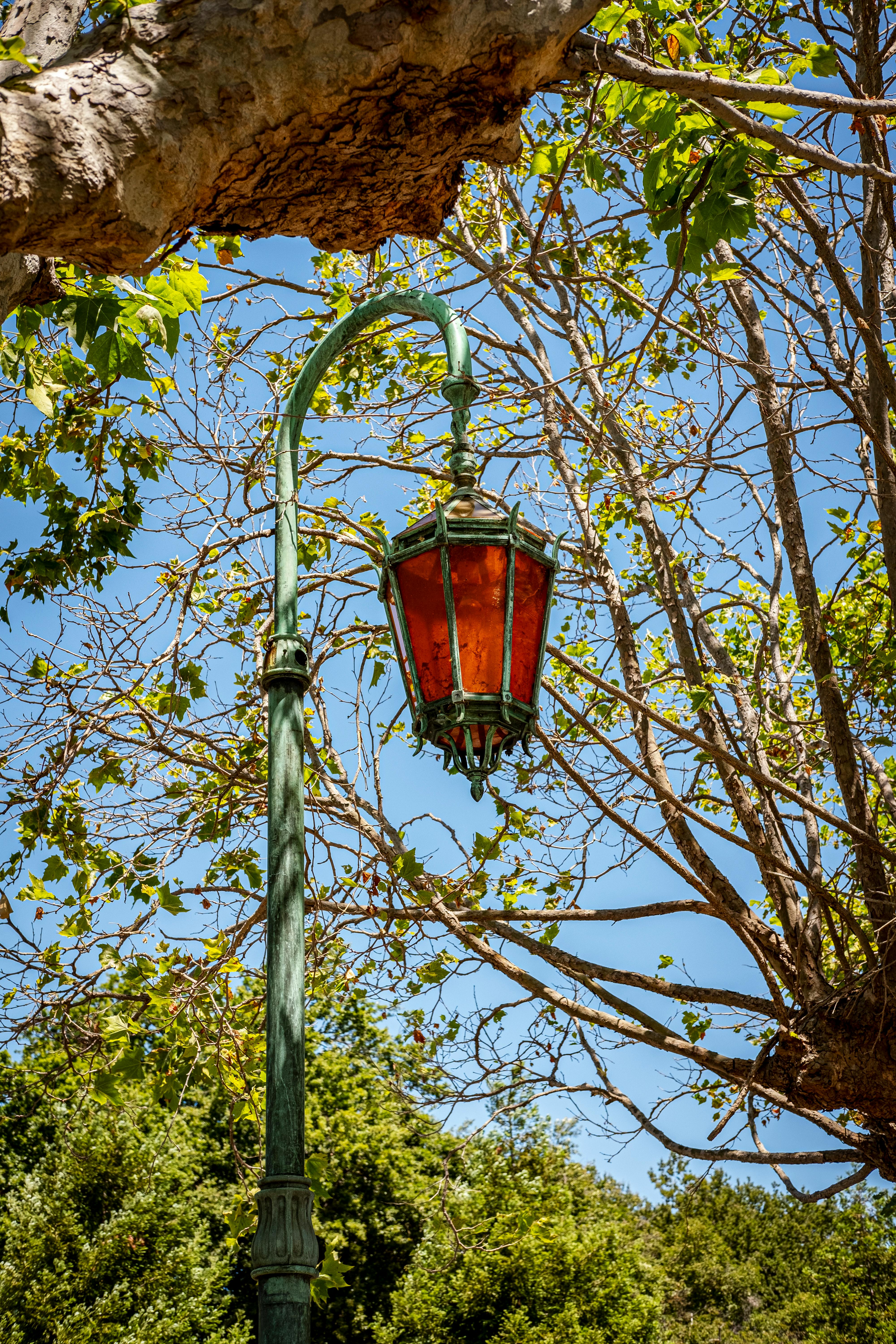 Orange Street Light Under the Tree · Free Stock Photo