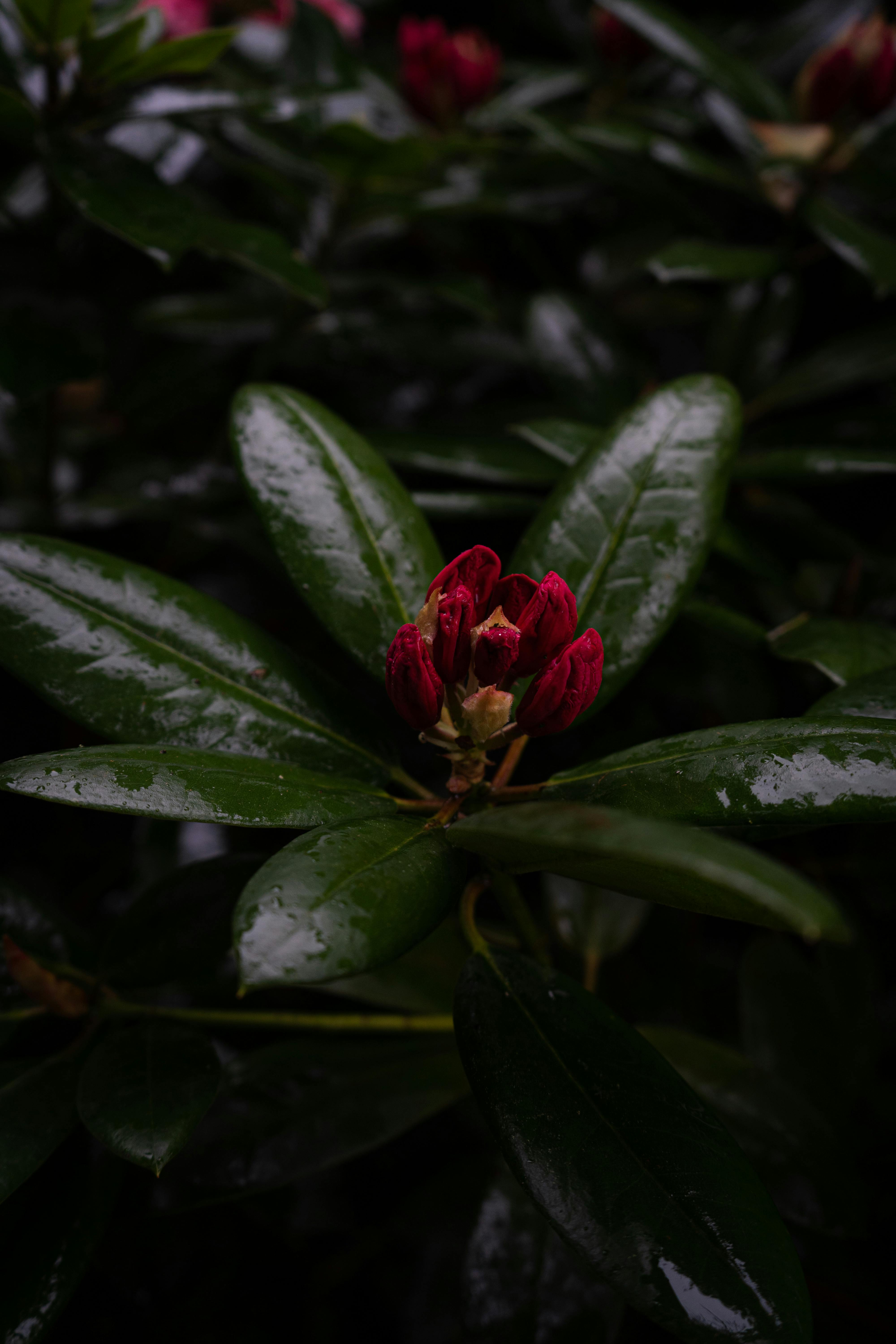 Fleshy Green Leaf · Free Stock Photo