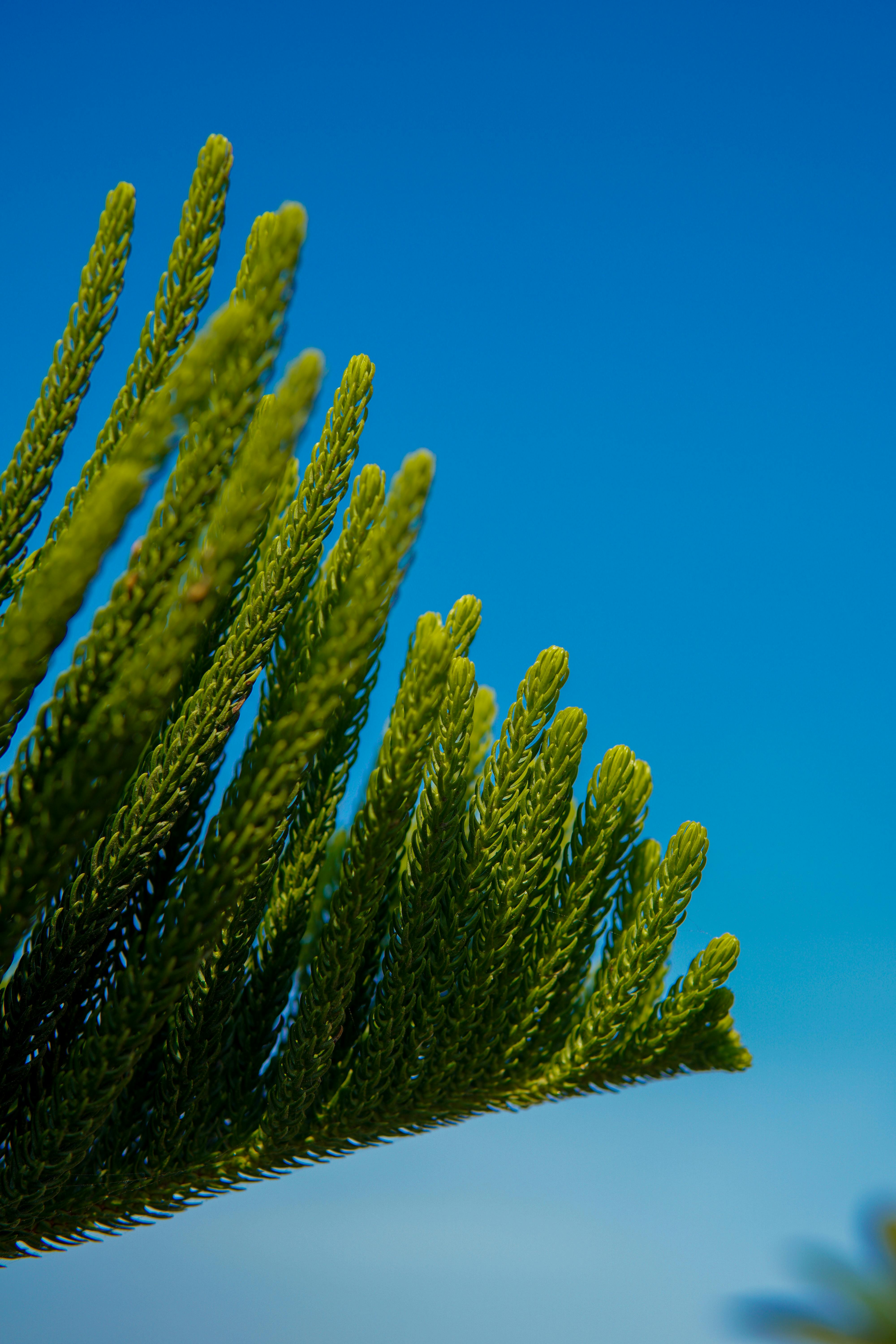 Norfolk Island Palm in Close-up Photography · Free Stock Photo