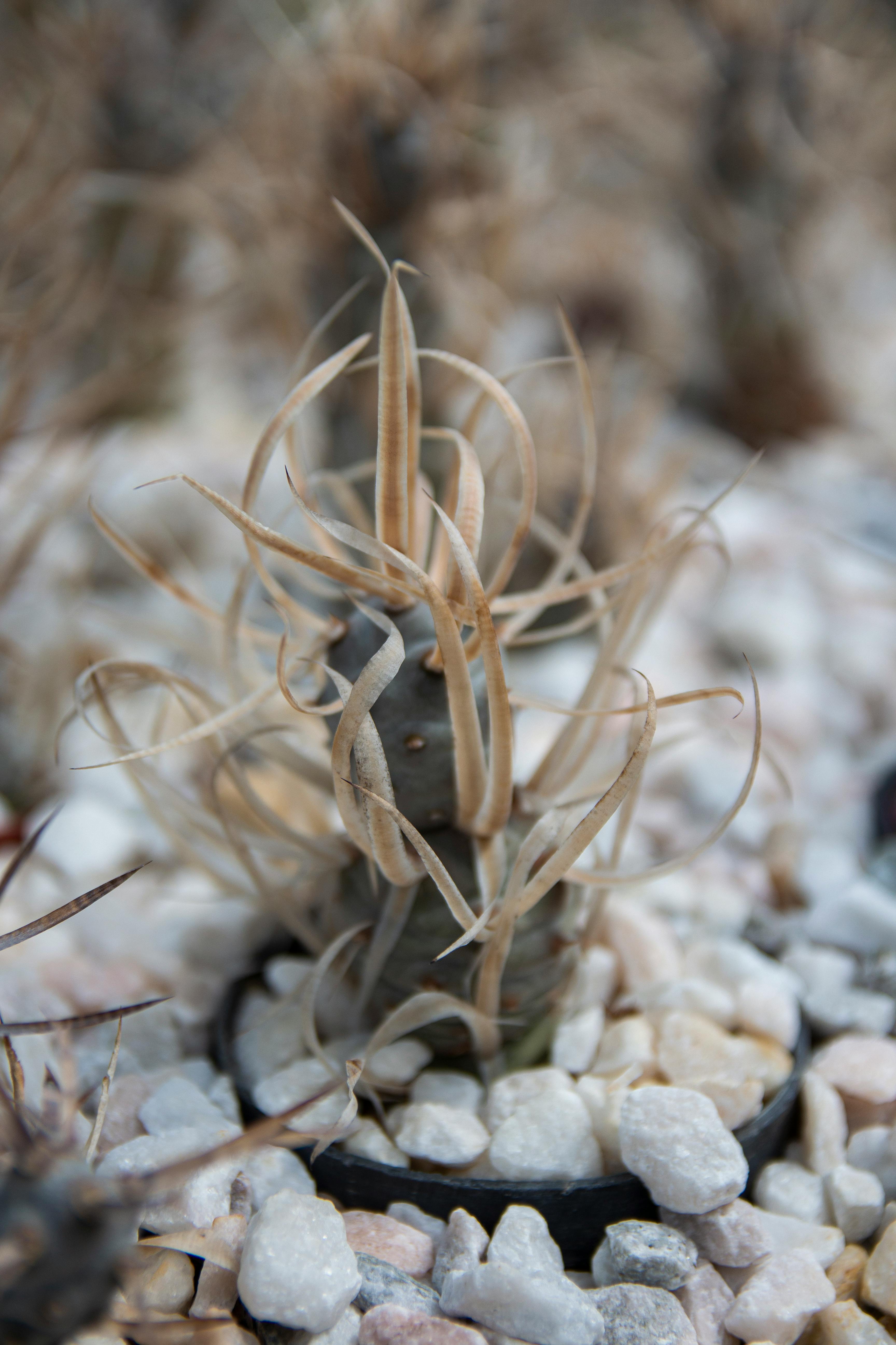A Bunch of Different Shape Cacti · Free Stock Photo