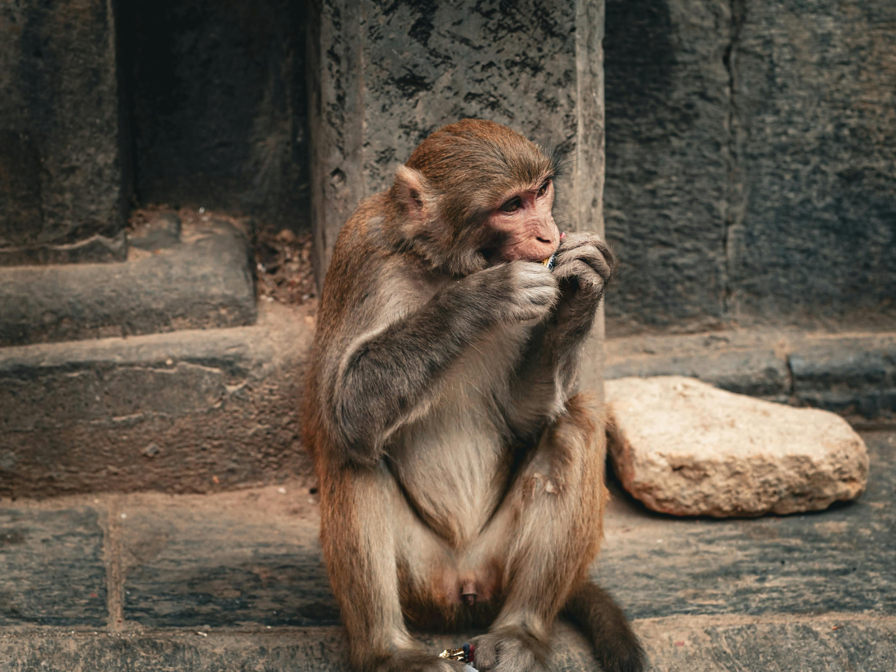 Close Up Photo of a Monkey · Free Stock Photo