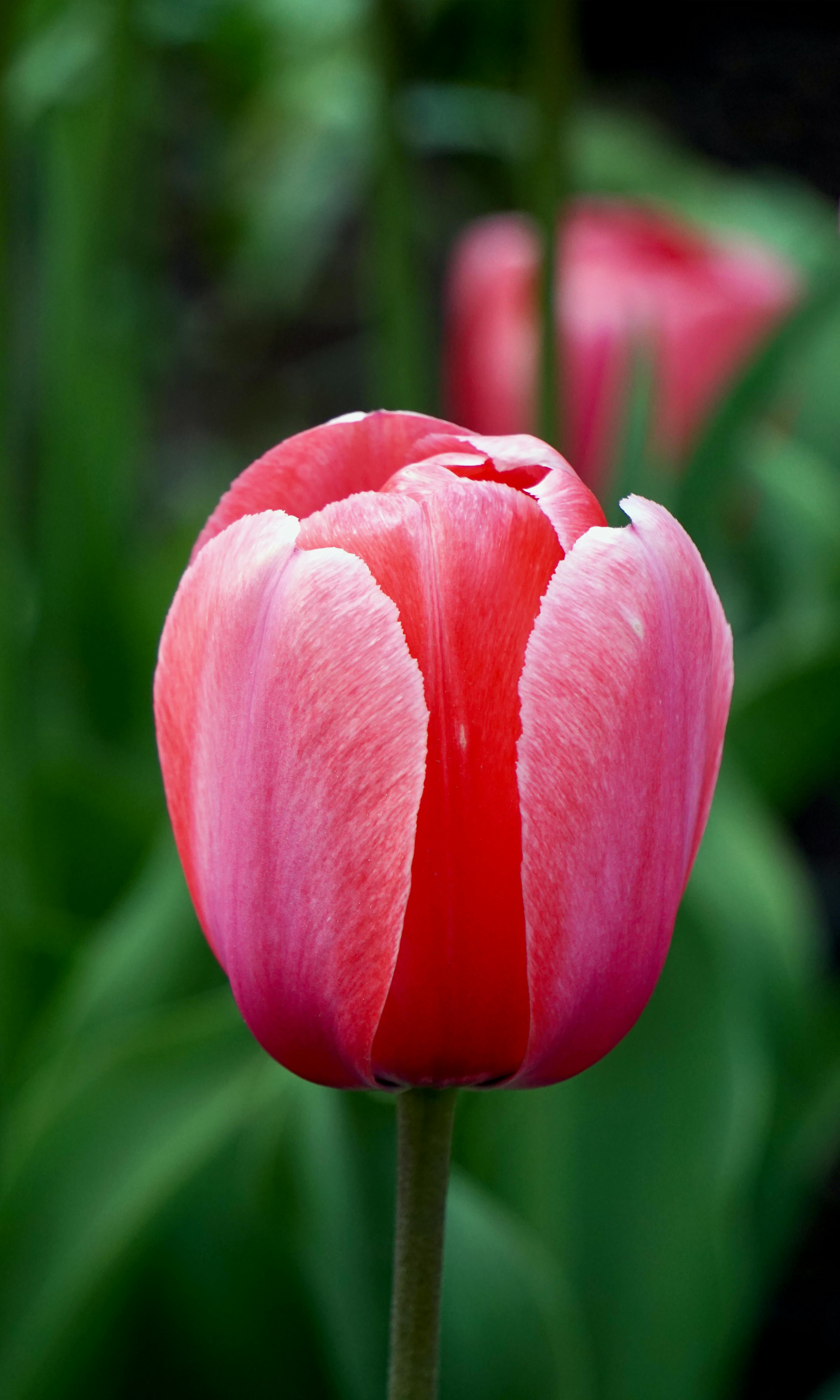 Close-Up Photo of White Tulips on a White Textile · Free Stock Photo