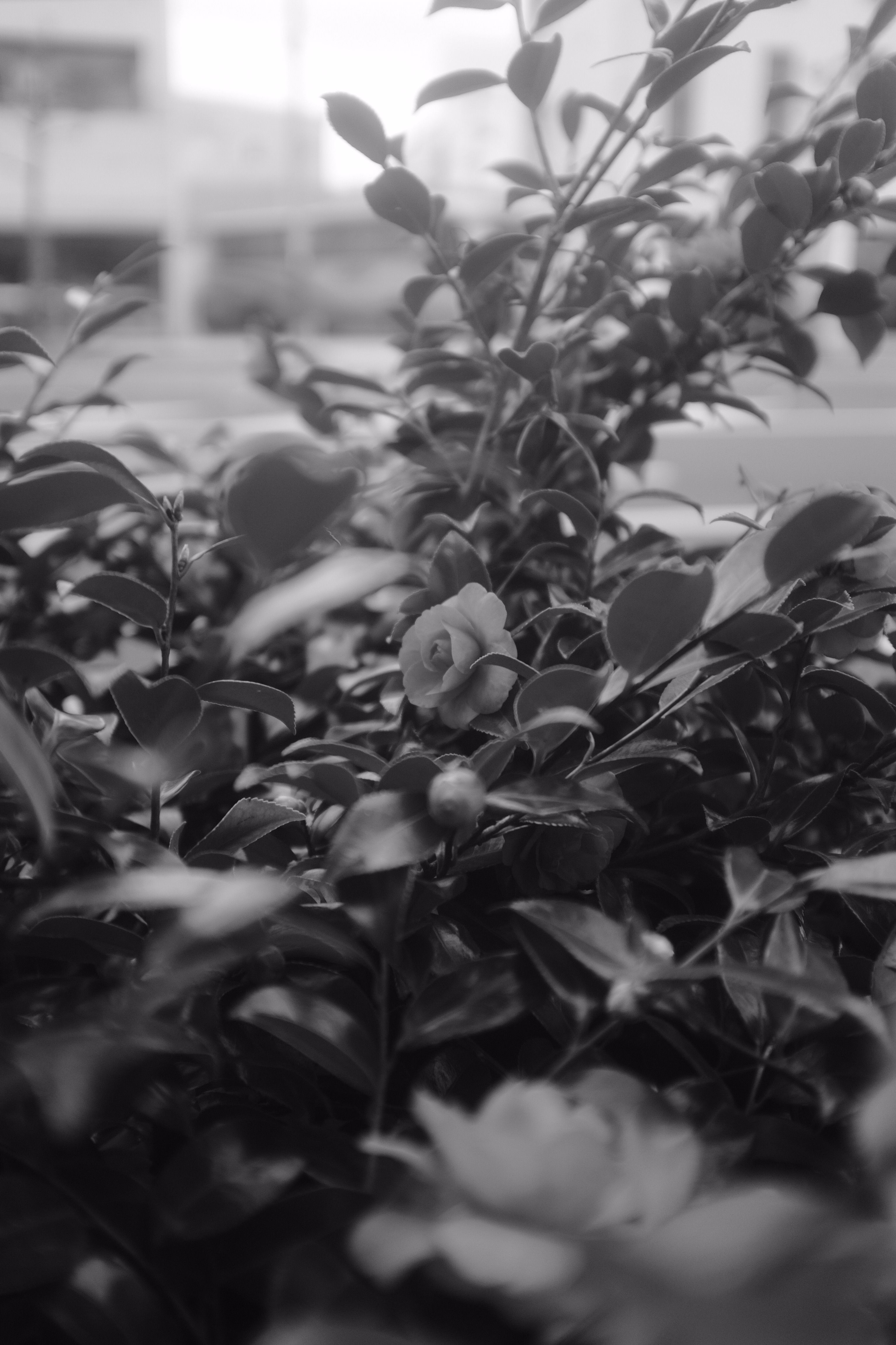 Grayscale Photo of Plants · Free Stock Photo