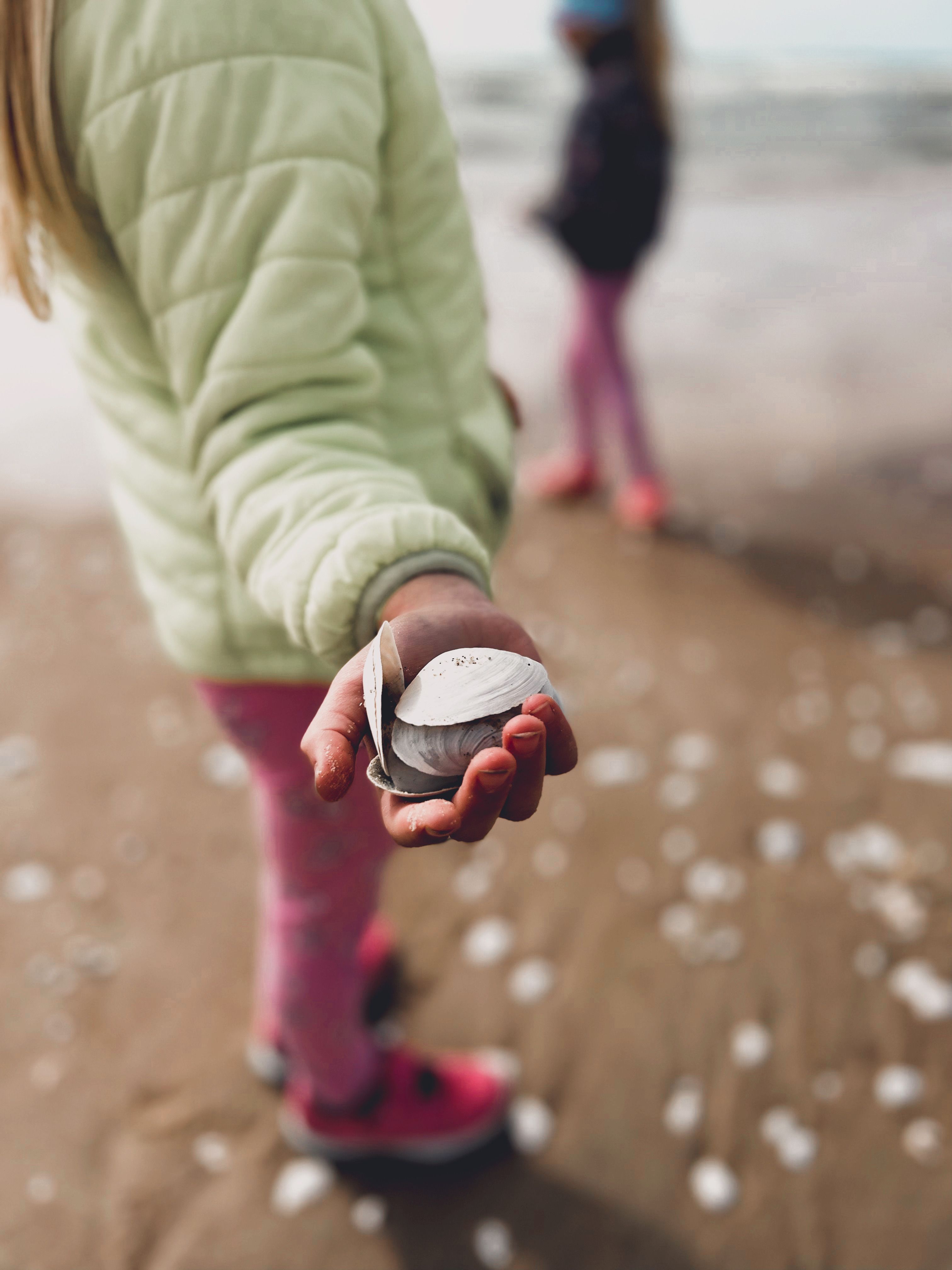 Woman Hand Holding Scallop Shell · Free Stock Photo