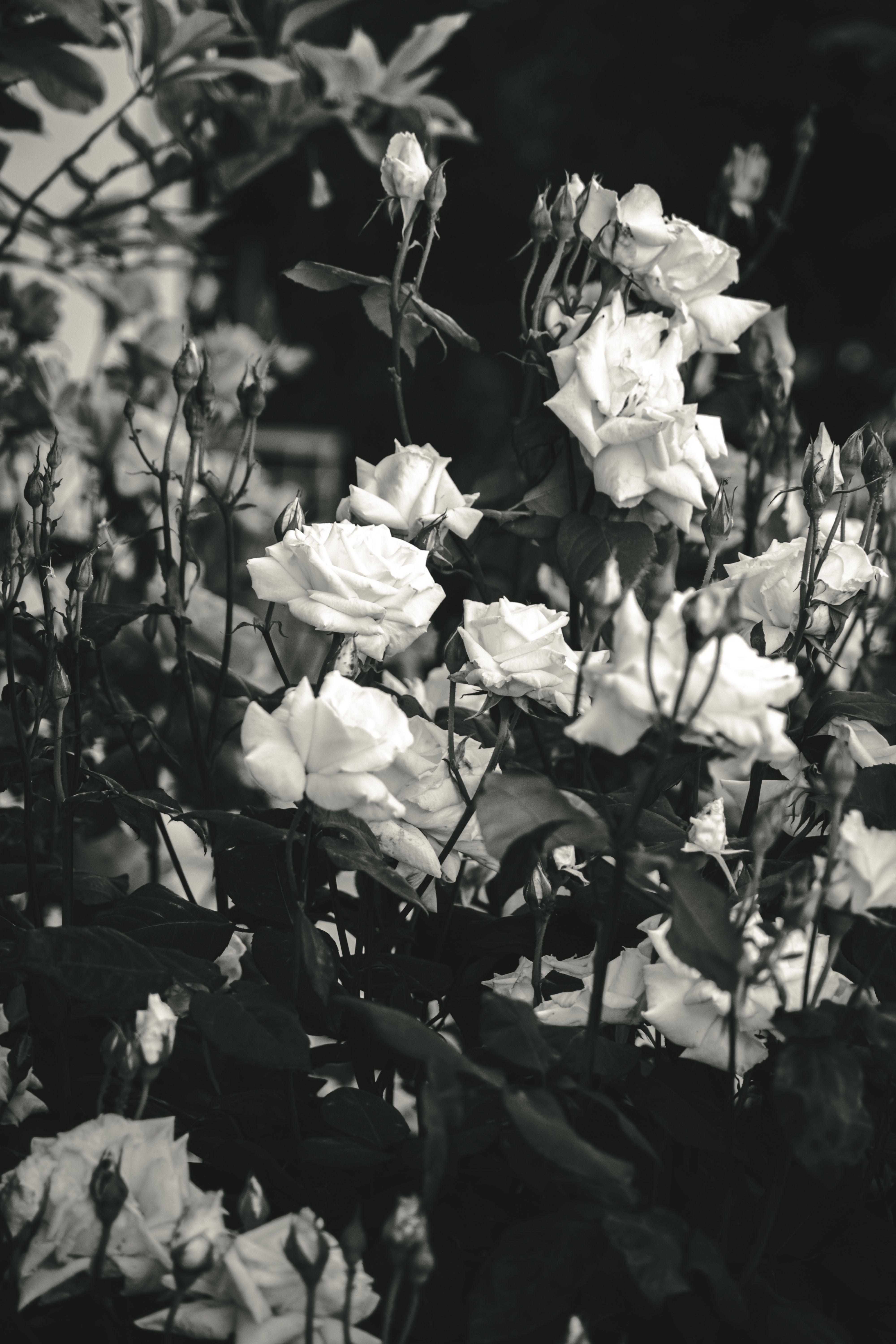 Grayscale Photograph of Roses in Bloom · Free Stock Photo