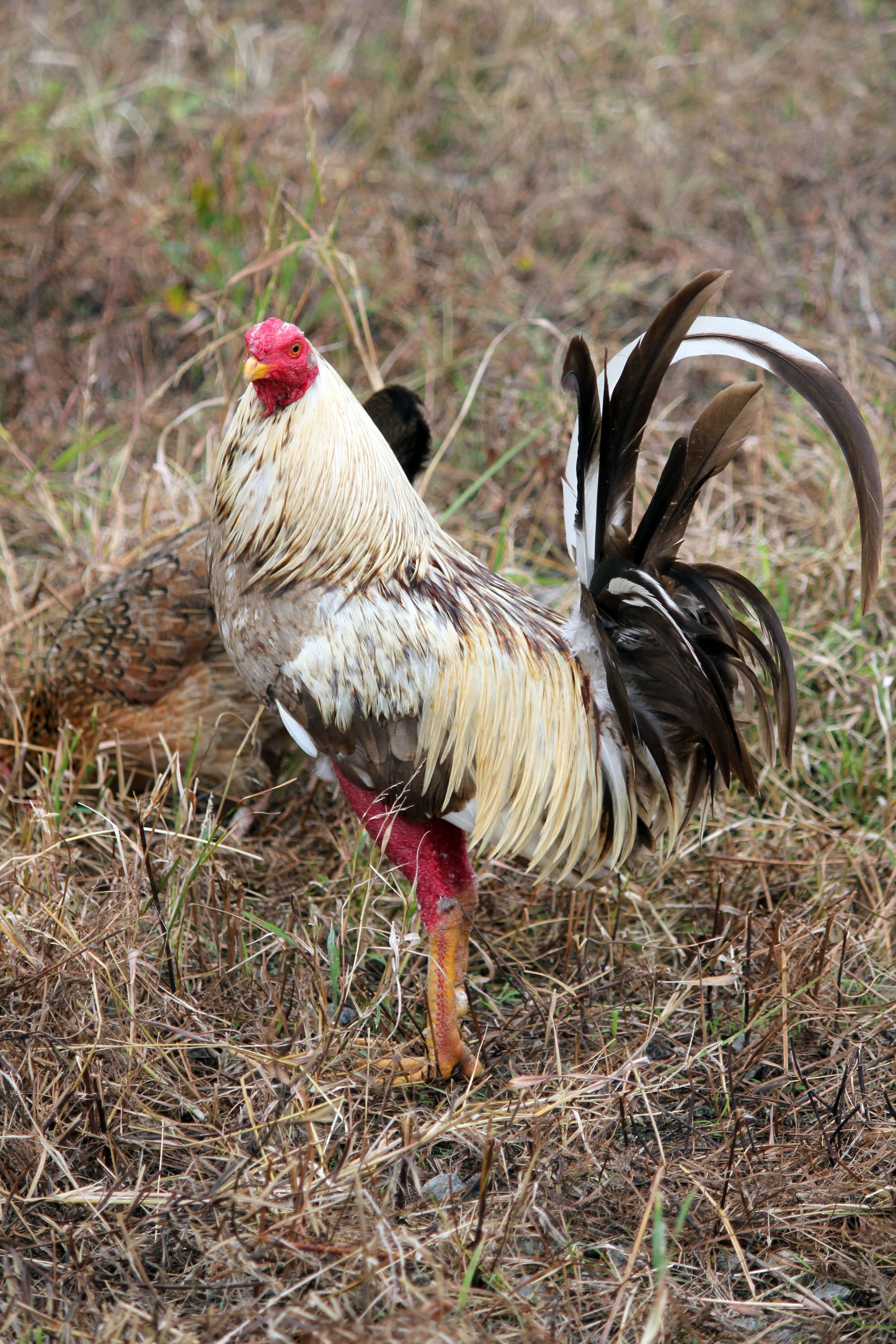 Rooster in Close Up Photography · Free Stock Photo