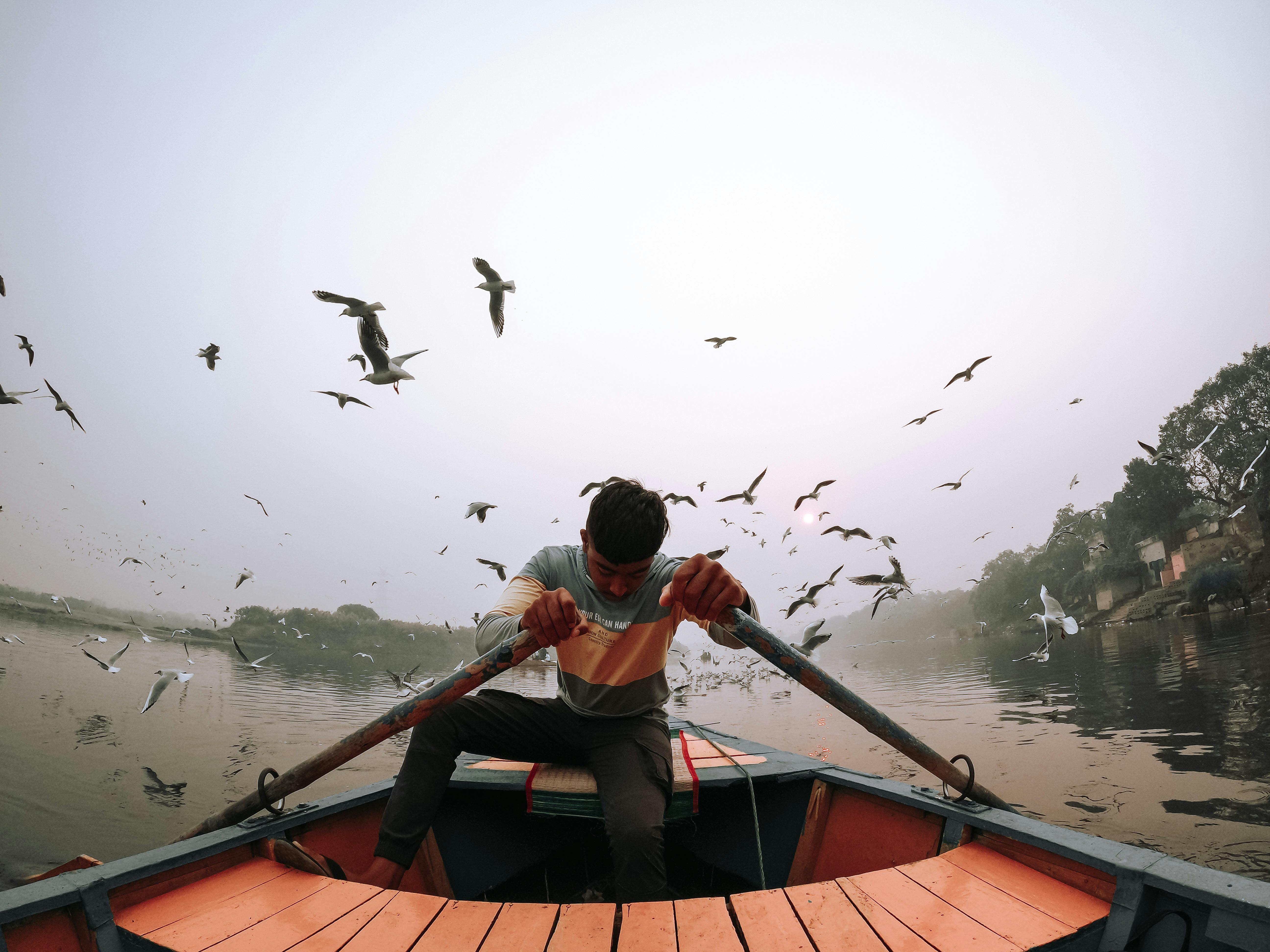 Photo of a Man Rowing a Boat Near Birds · Free Stock Photo