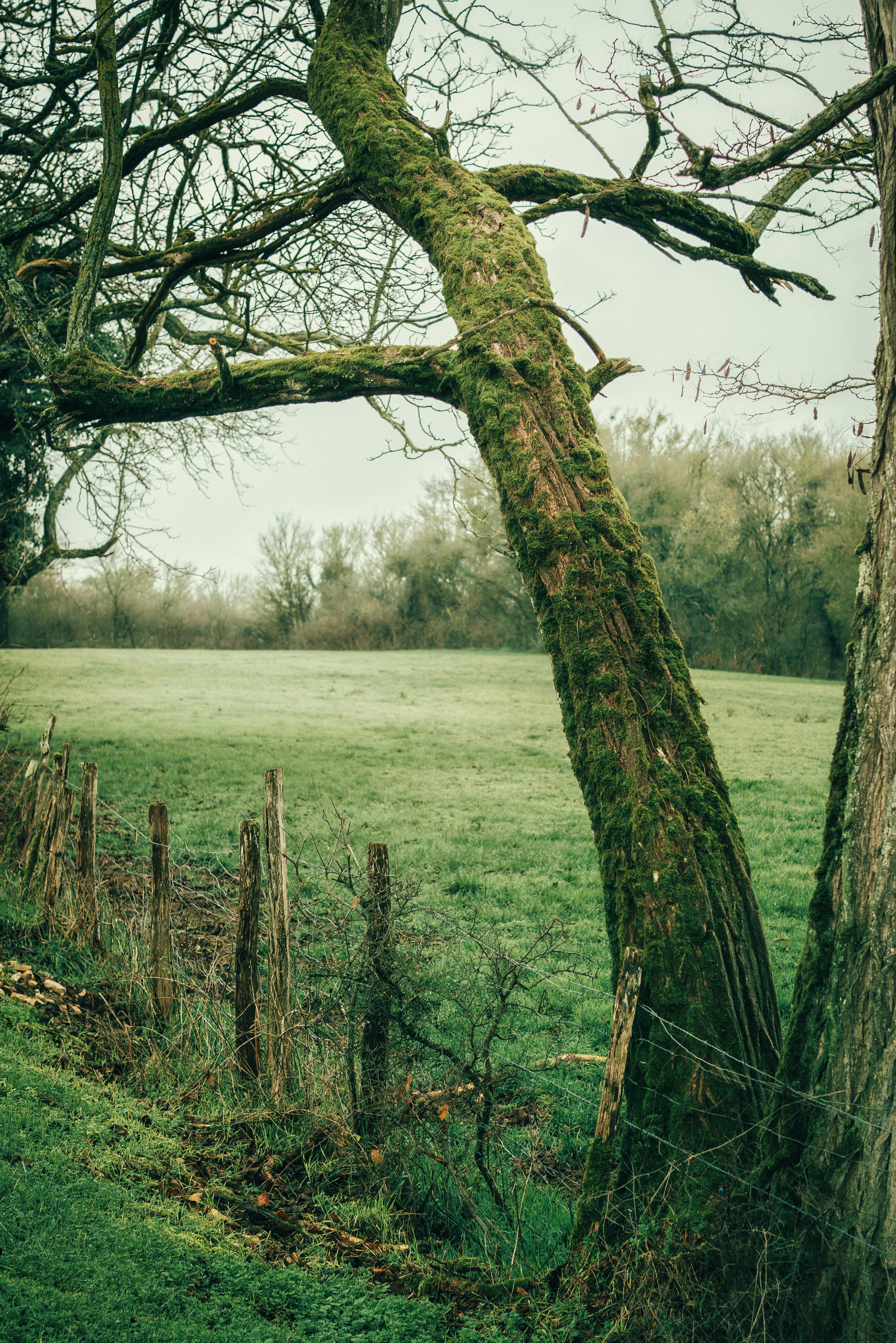 4k Wallpaper Old Tree Photos, Download The BEST Free 4k Wallpaper Old ...