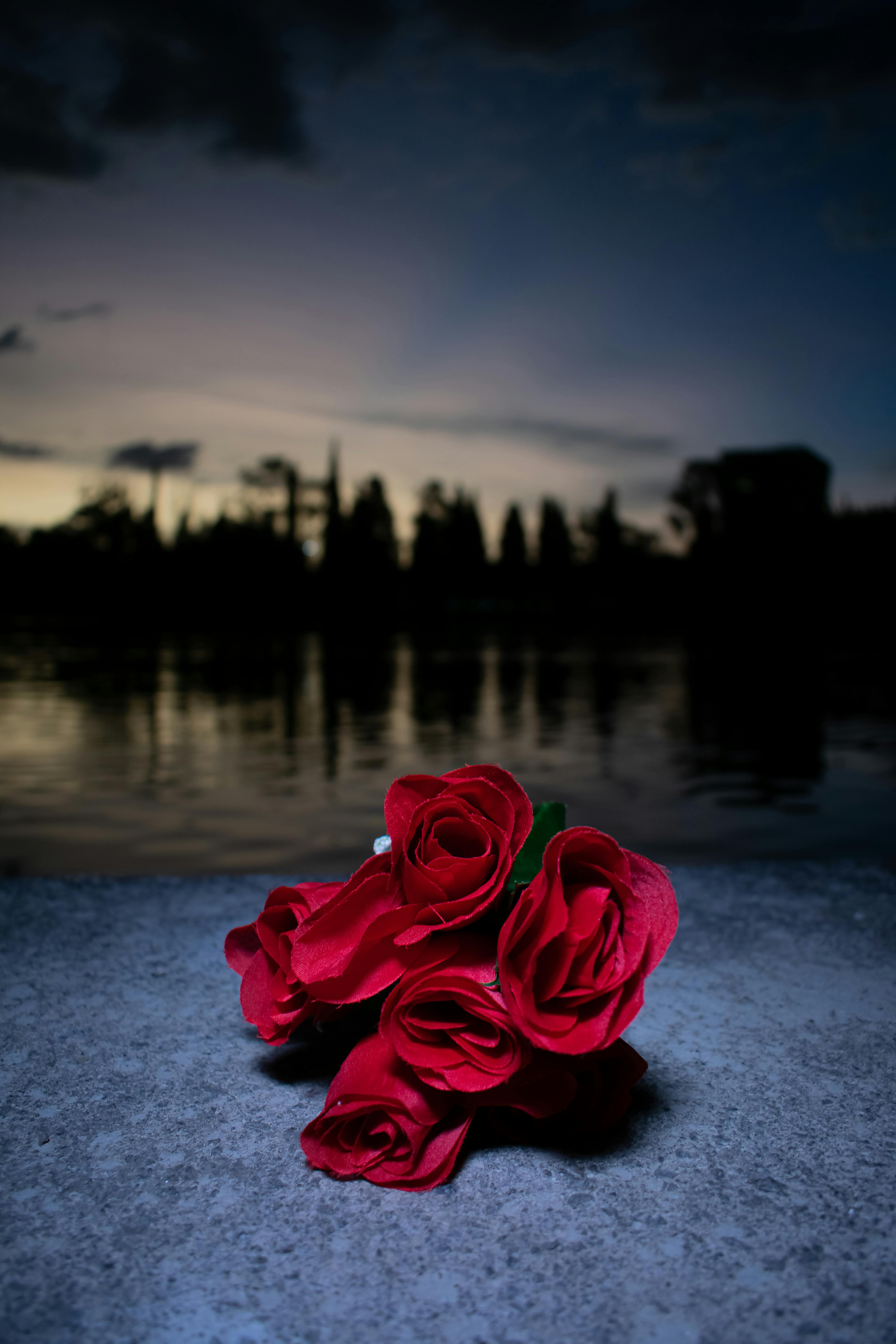 A Red Rose on the Sand · Free Stock Photo