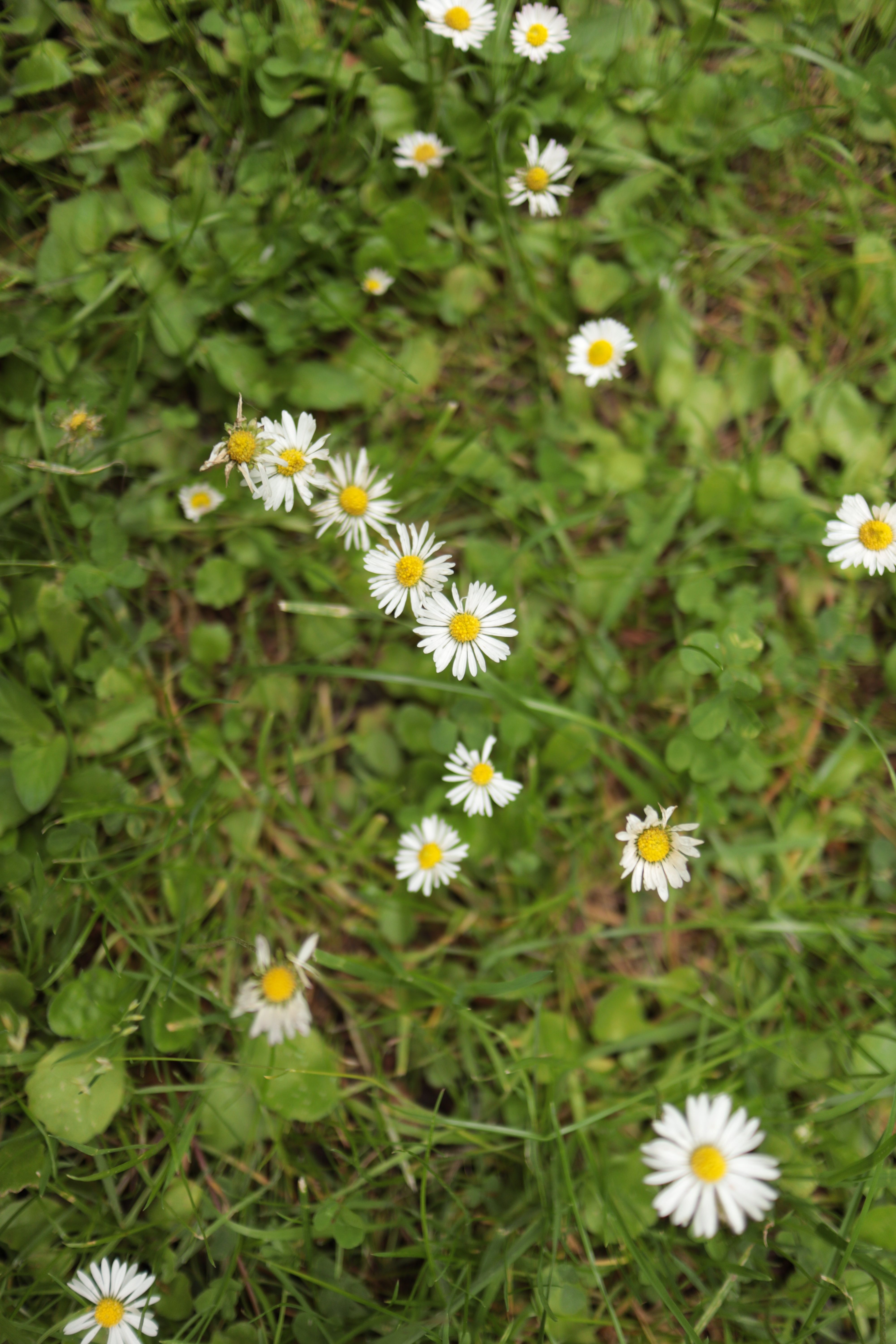 Yellow Daisy Flower in Closeup Photography · Free Stock Photo