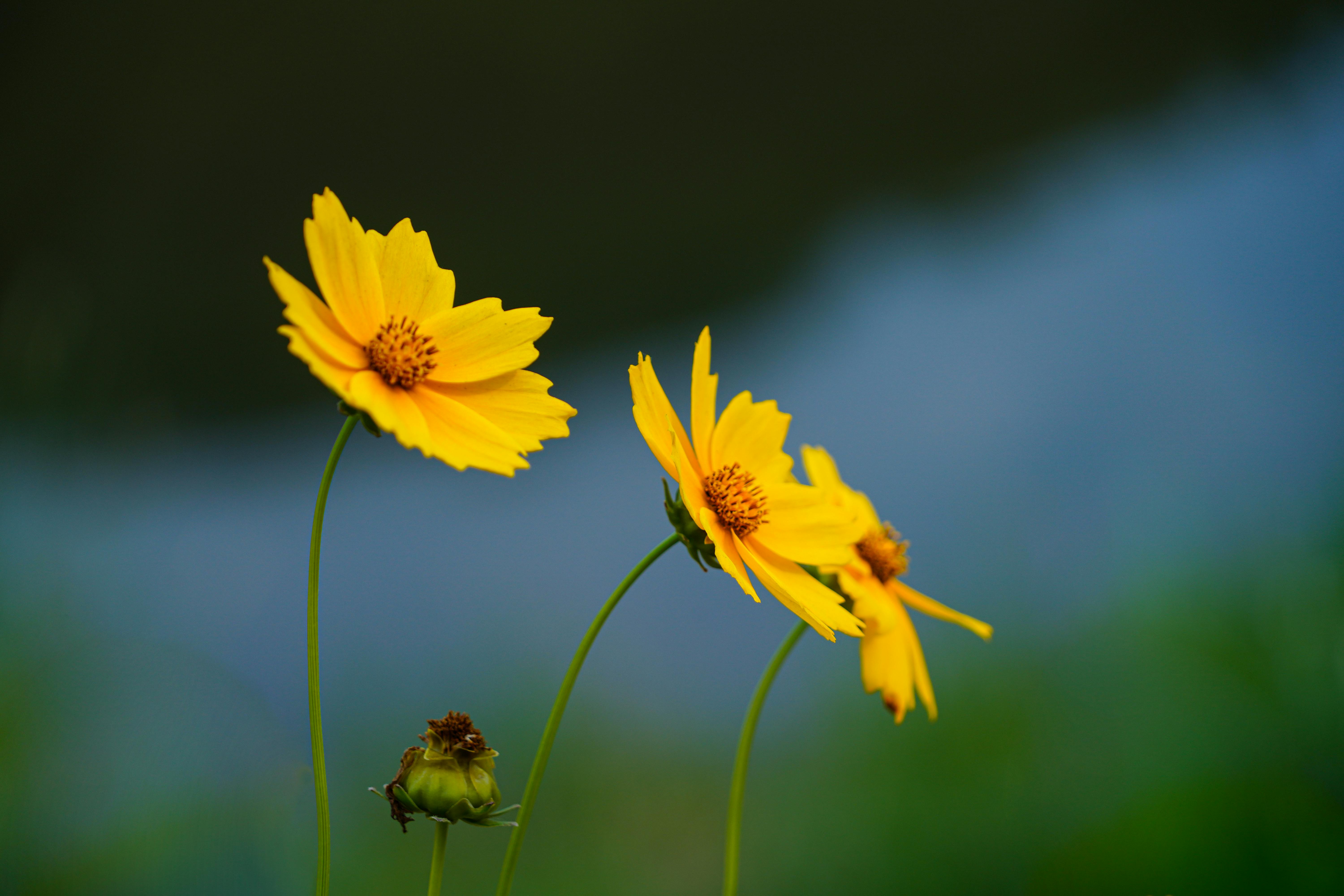 Selective Focus Photograph of Yellow Flowers · Free Stock Photo