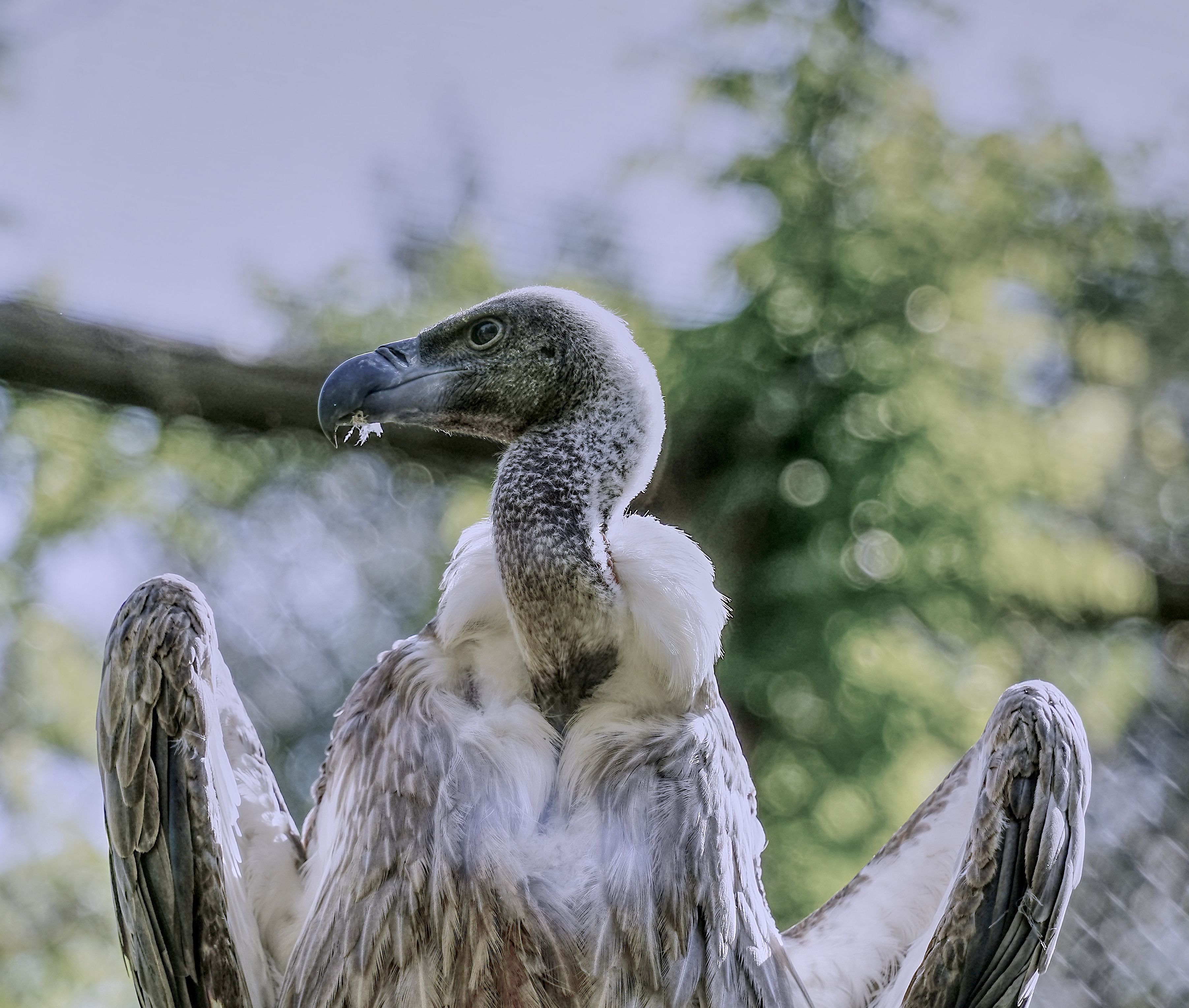 Photo of a Vulture · Free Stock Photo