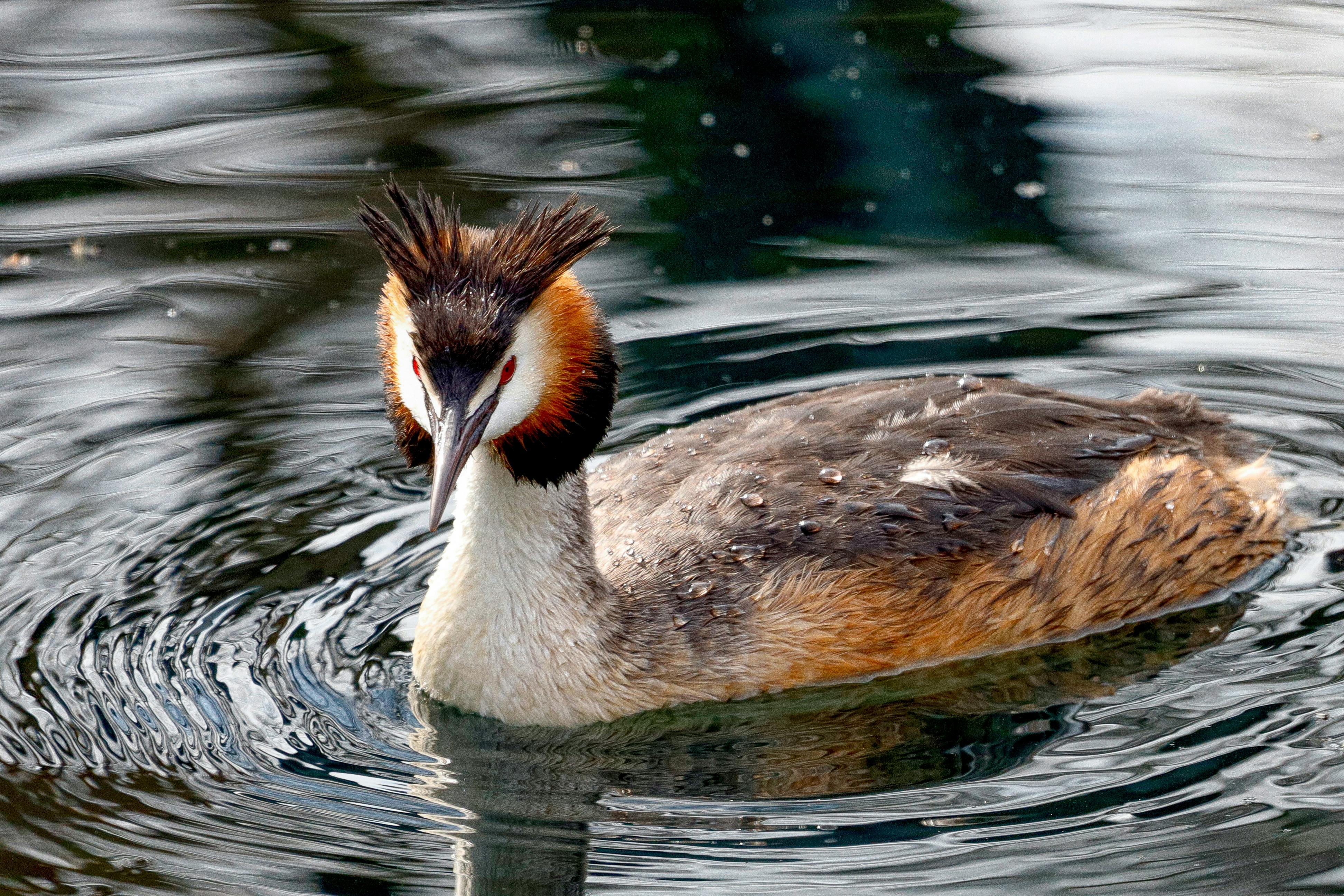 Grebe Achtergrond Photos, Download The BEST Free Grebe Achtergrond ...