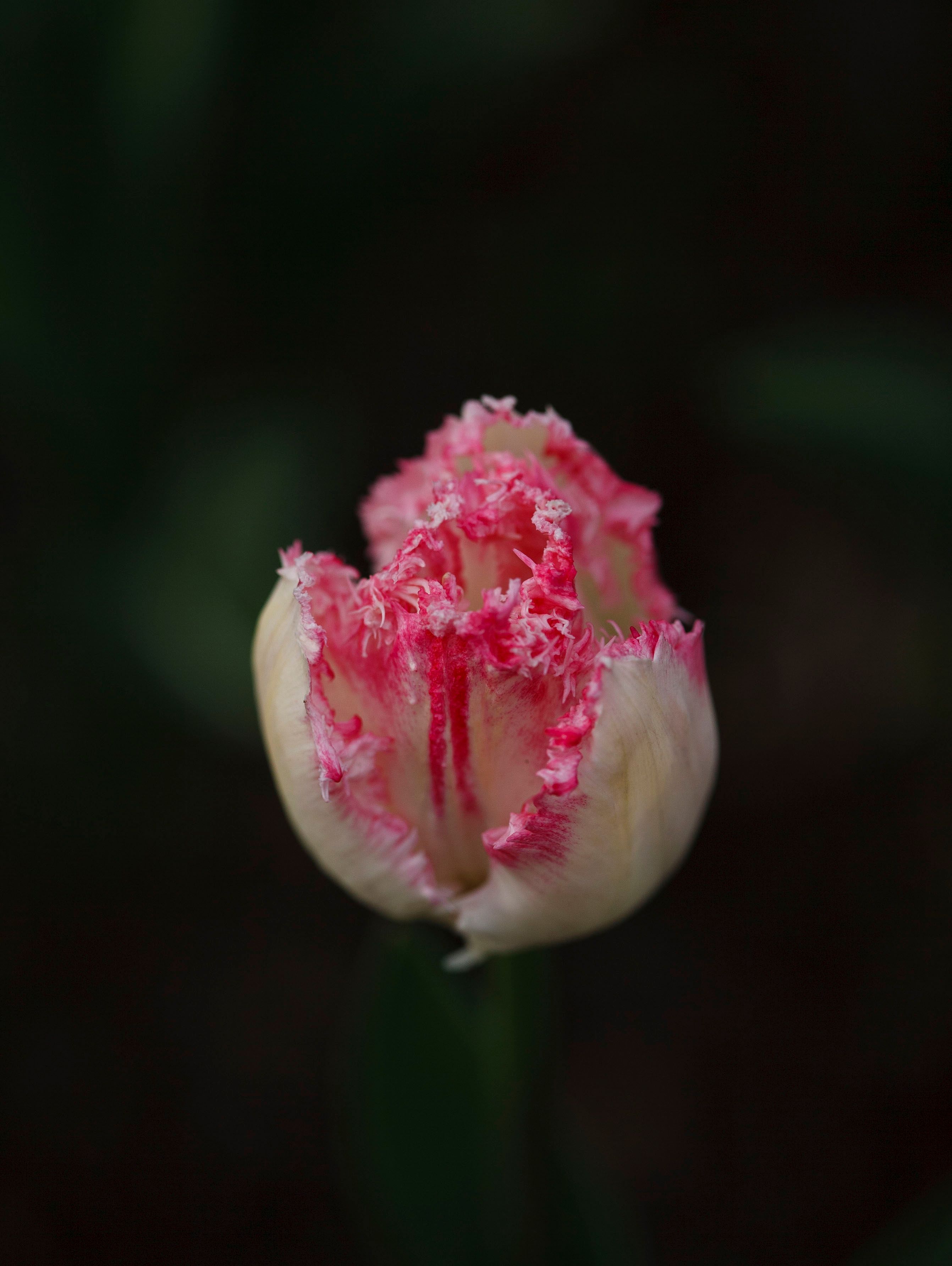 A Group of Red Flowers in Macro Photography · Free Stock Photo