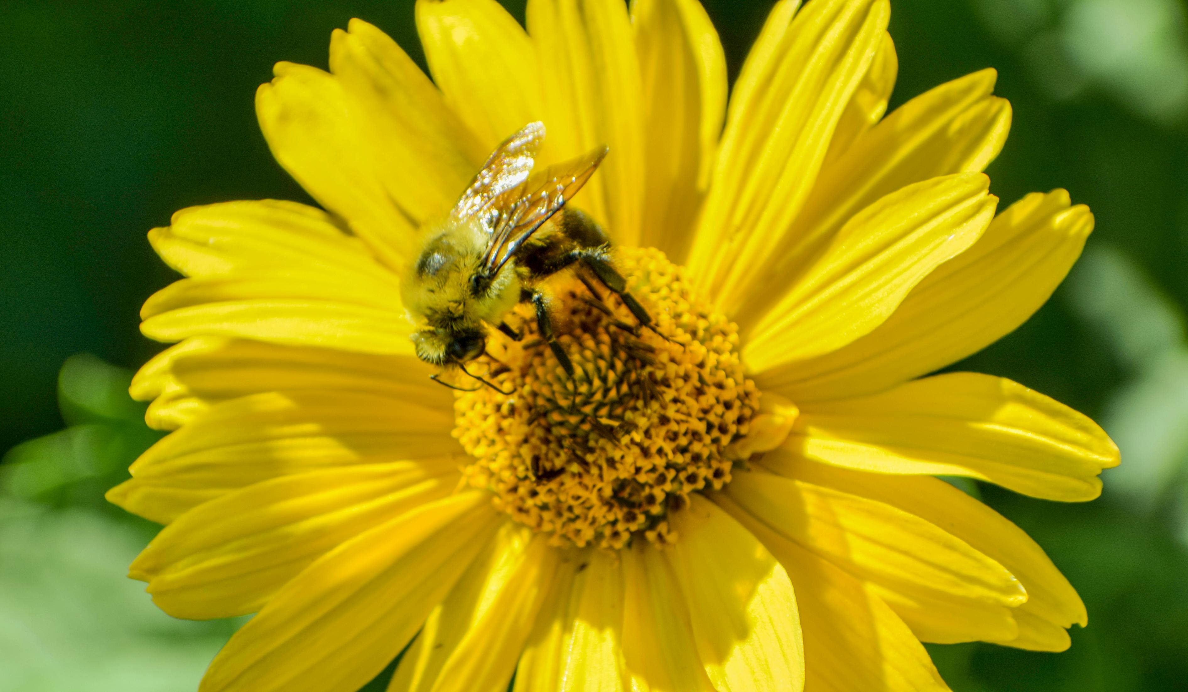 Daniel Absi - 사진