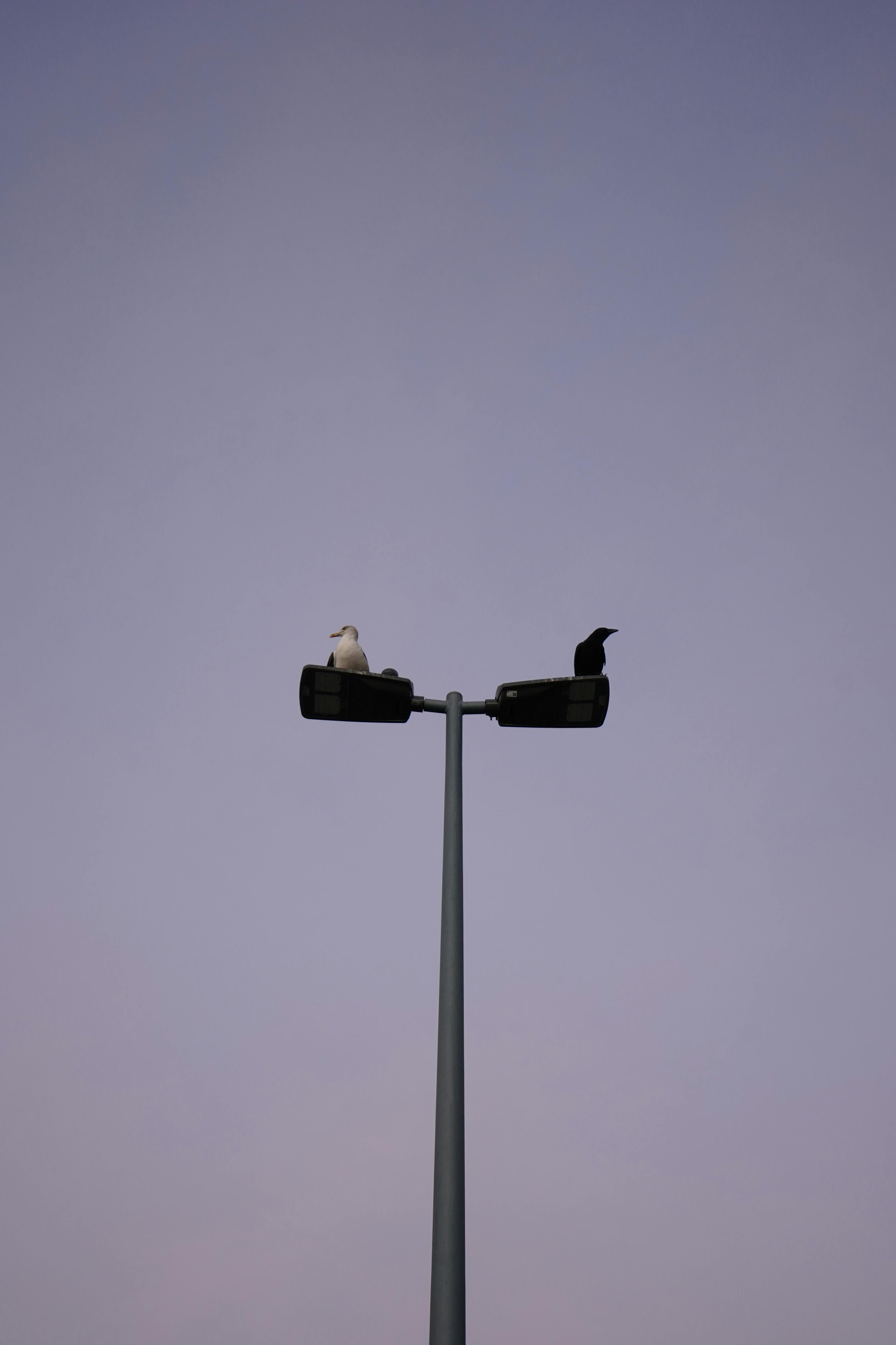 Photograph of a Street Lamp Near a Building · Free Stock Photo