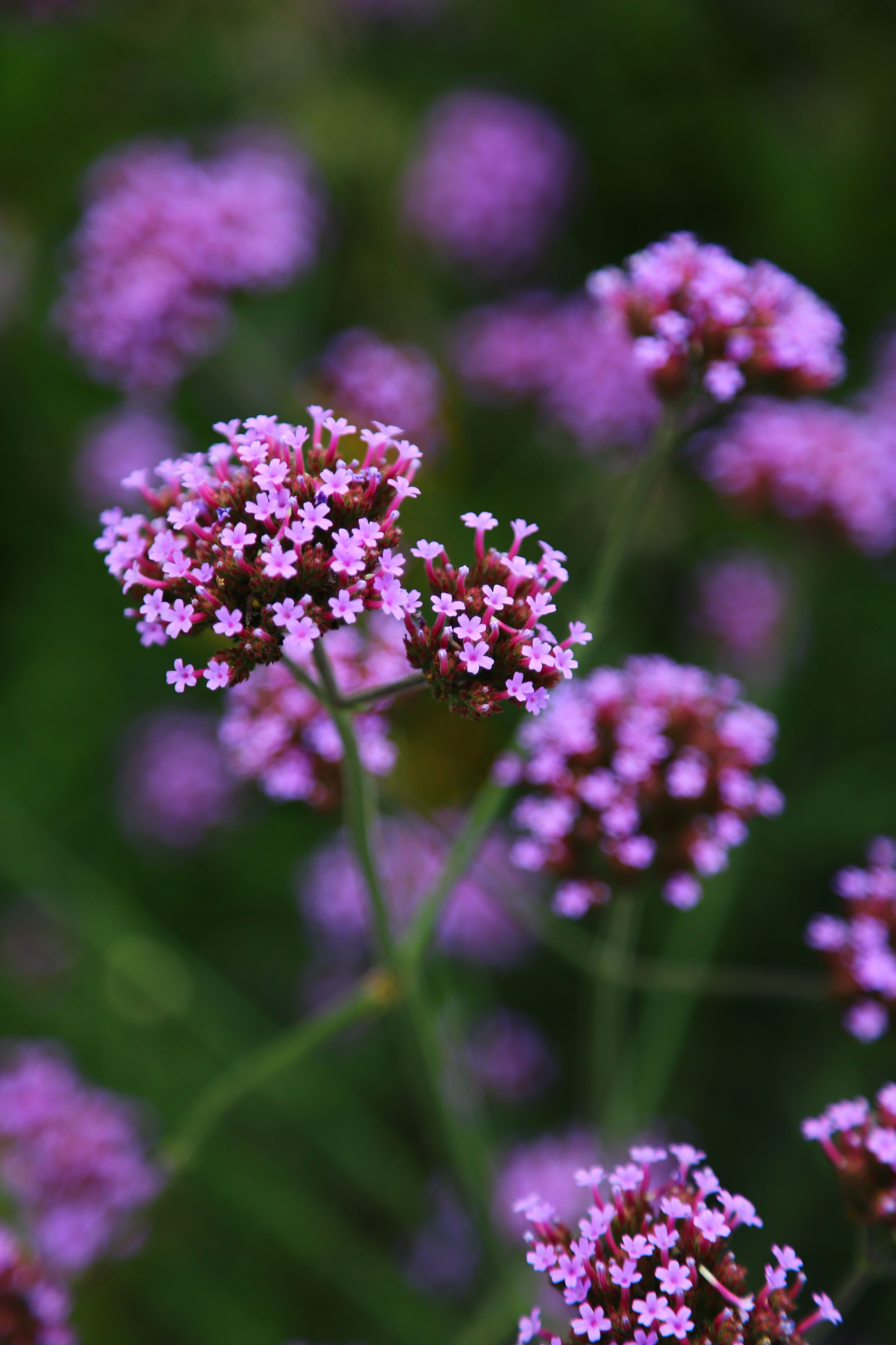 Small Purple Flowers in Bloom · Free Stock Photo