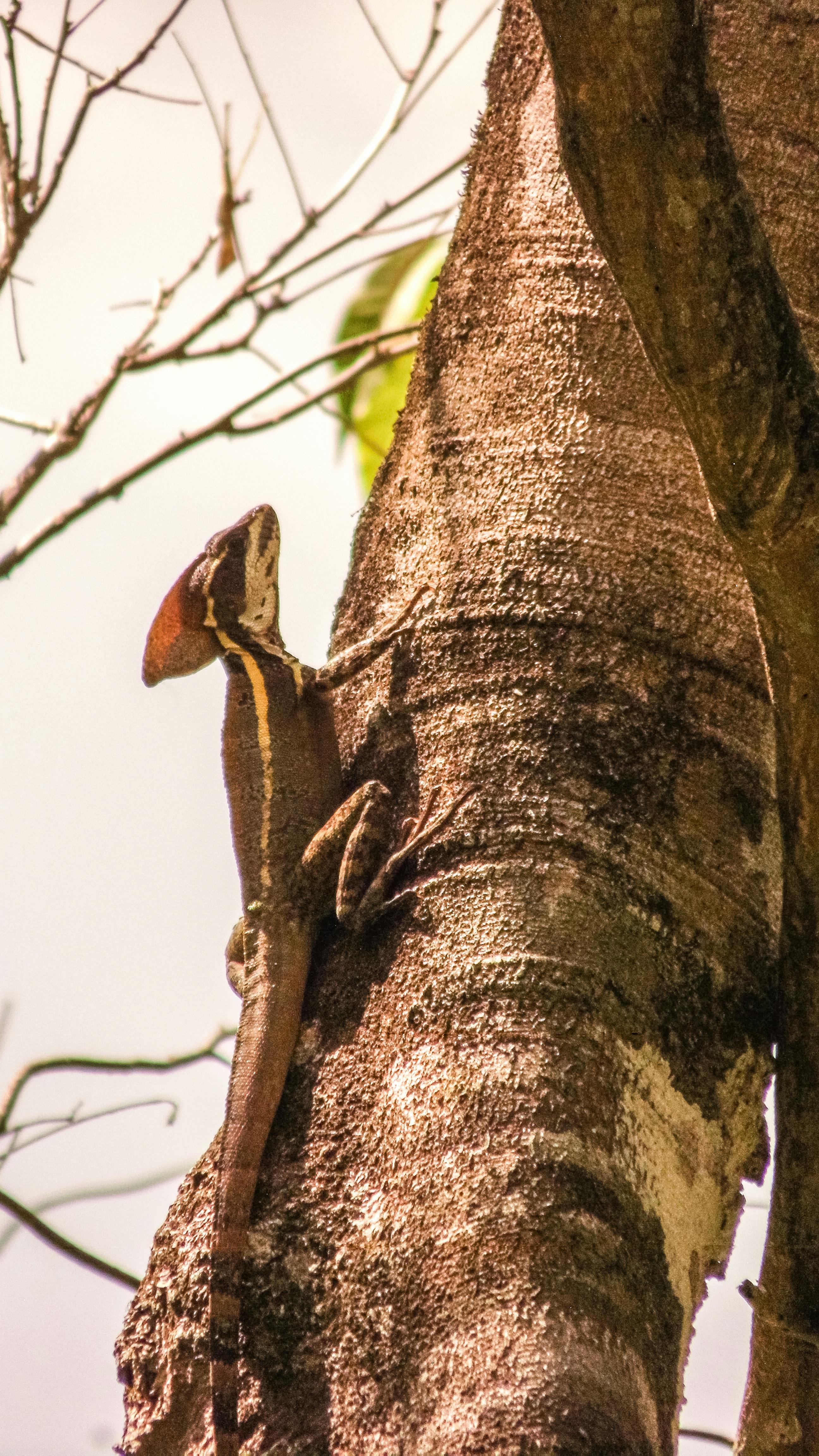 Evolution Of Lizard Photos, Download Free Evolution Of Lizard Stock ...