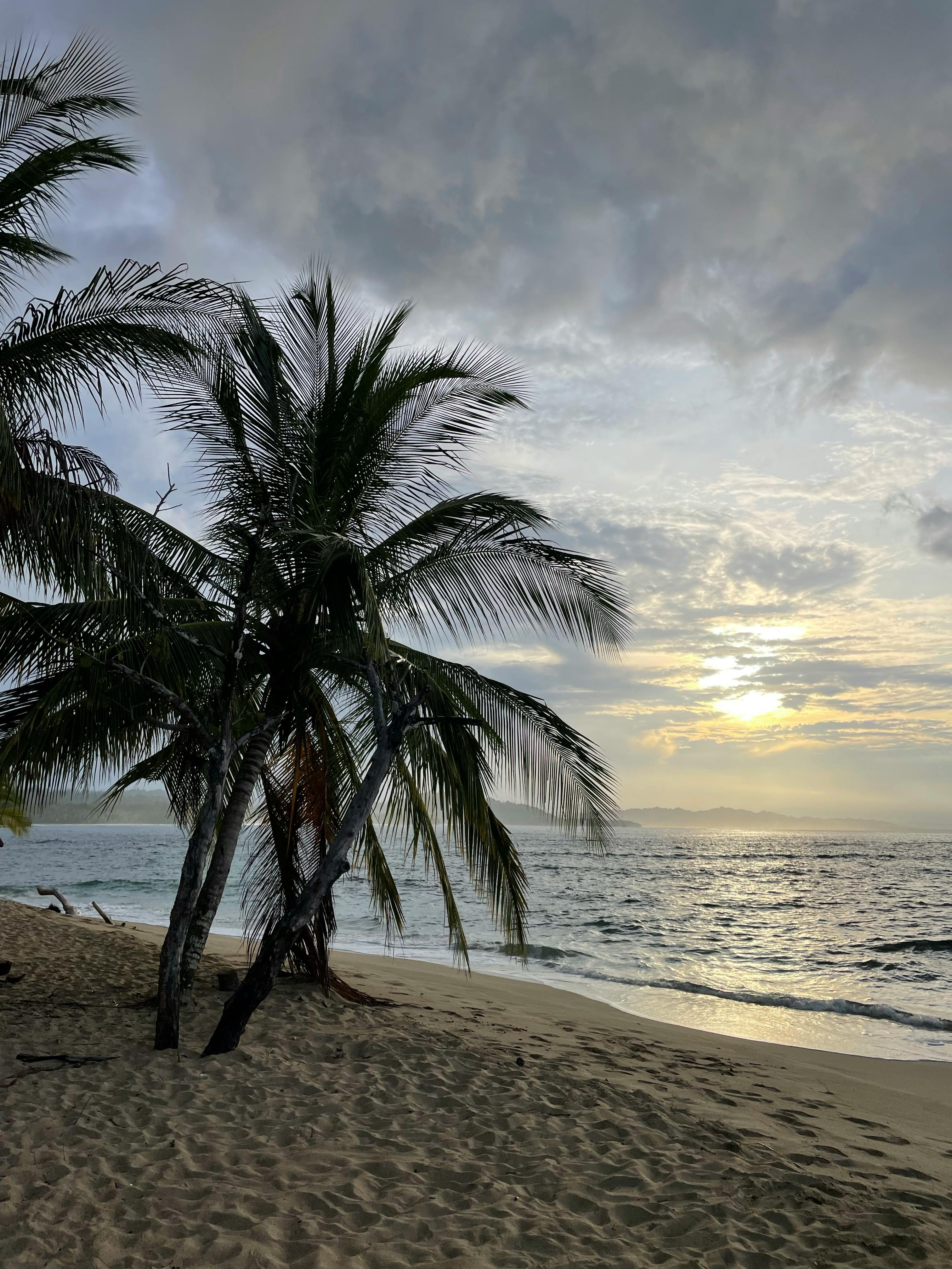 Palm Trees Near Beach during Sunset · Free Stock Photo