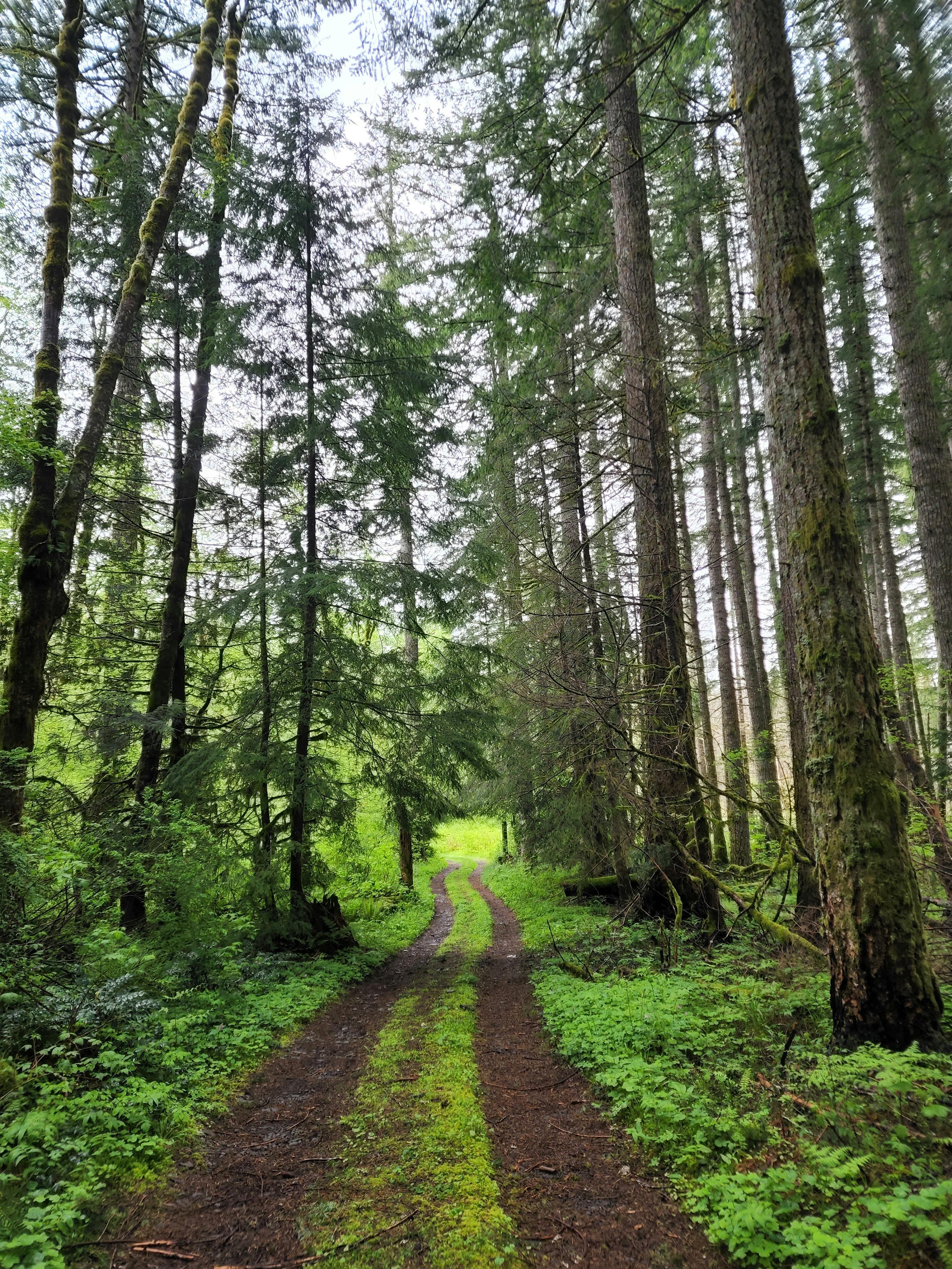 Unpaved Pathway Between Tall Trees · Free Stock Photo