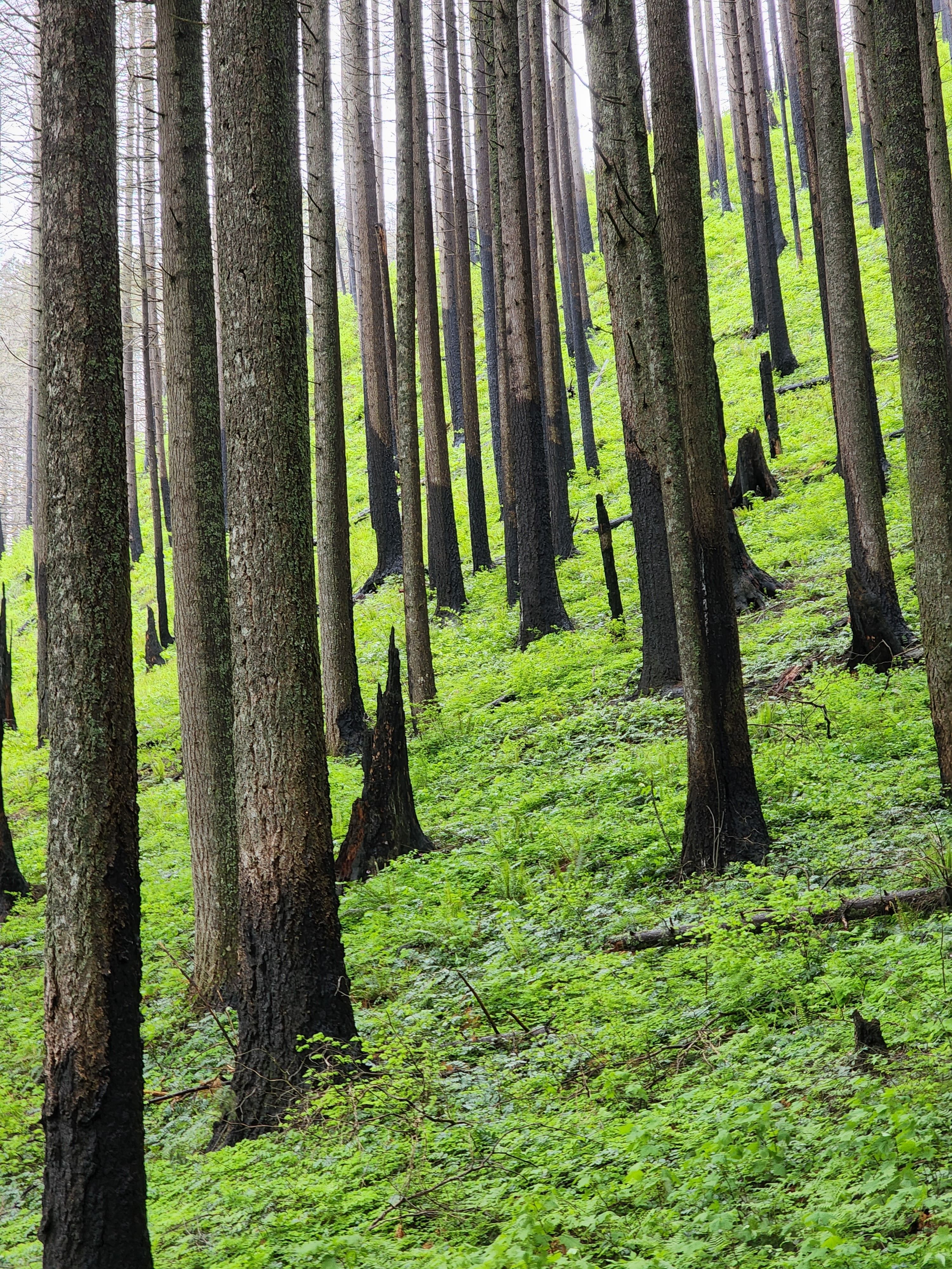 Brown Trees on Green Grass · Free Stock Photo