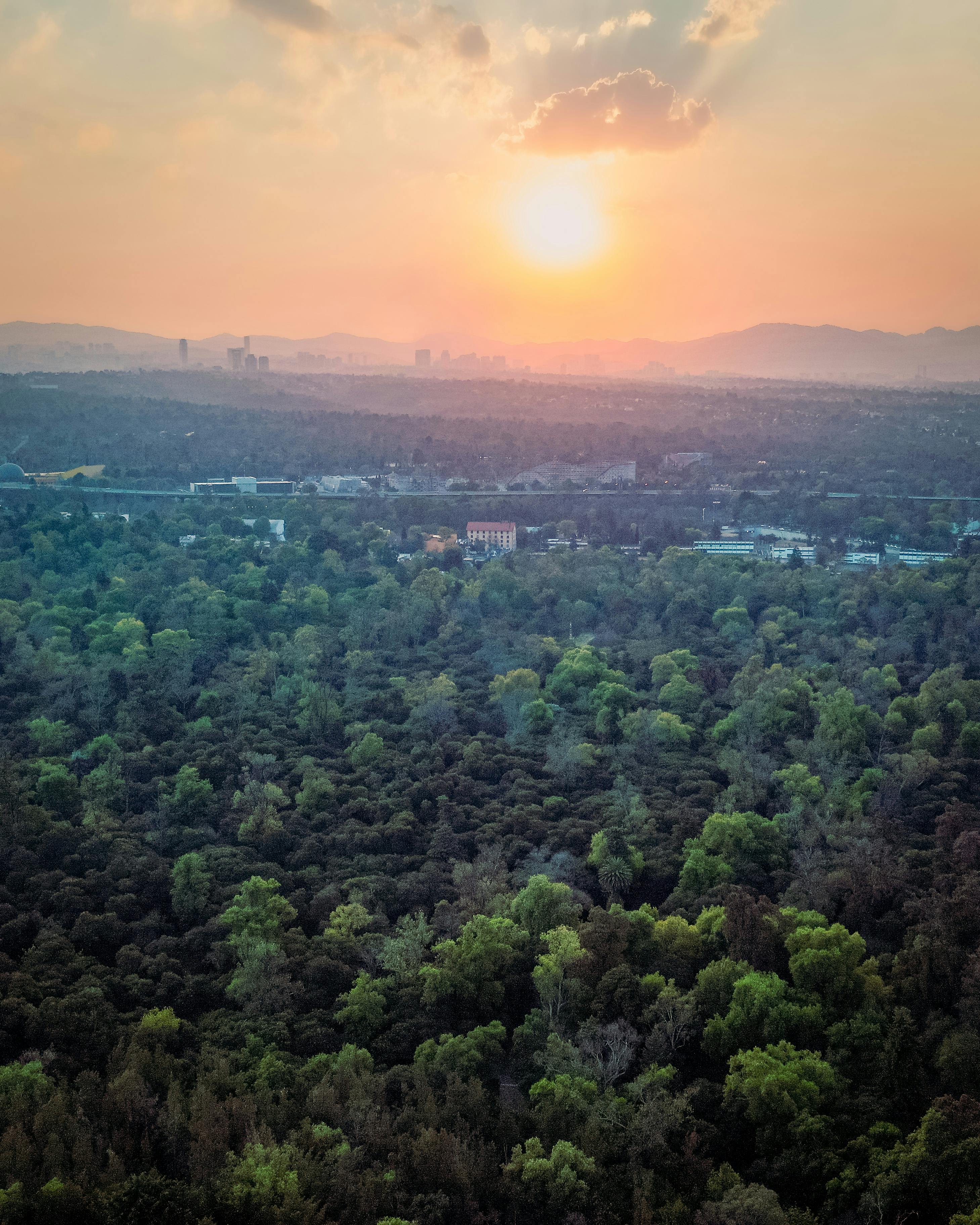Deforestation in Wood on Sunset · Free Stock Photo