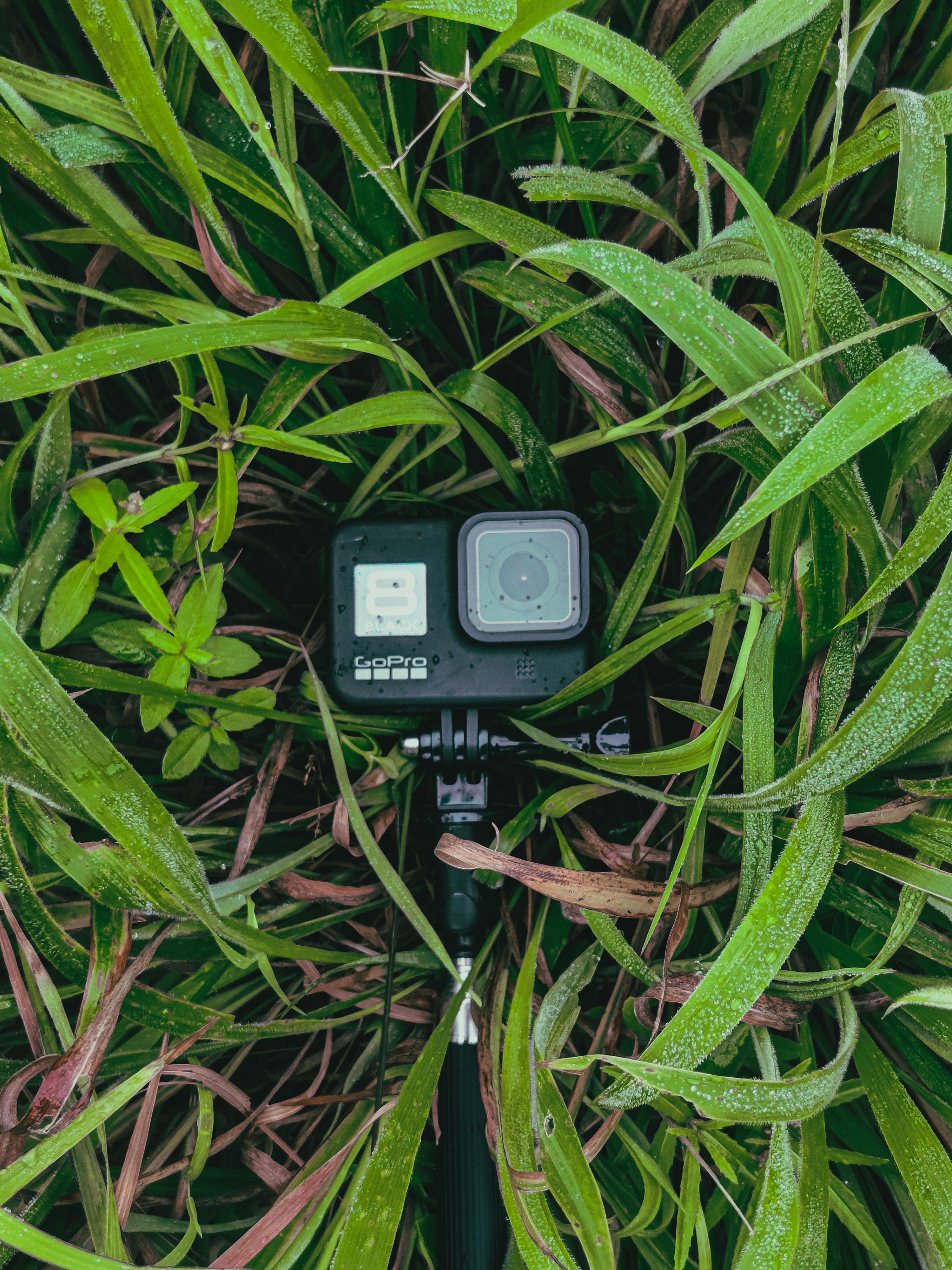 A Gopro Camera Between Green Leaves · Free Stock Photo