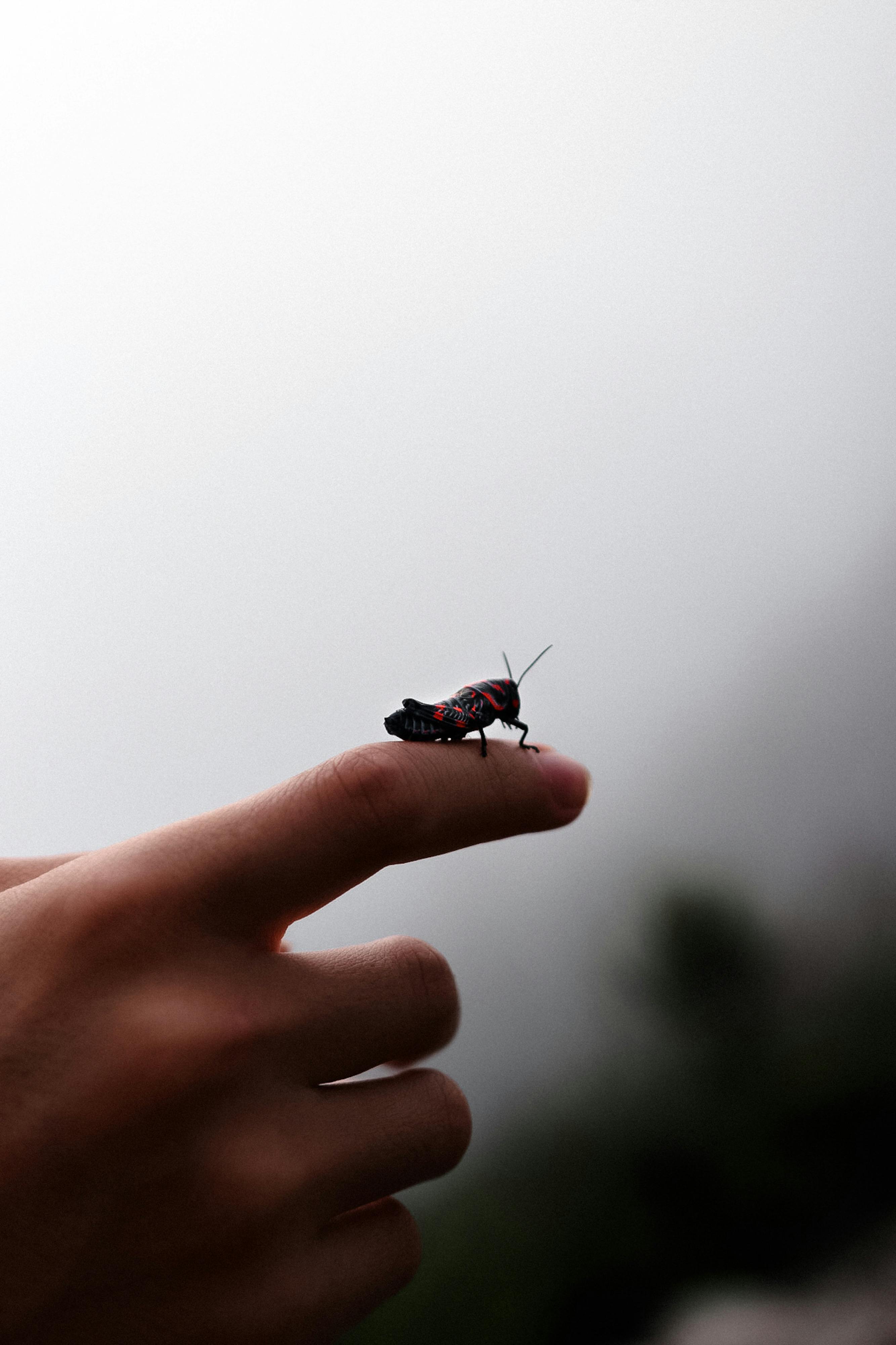 Black Insect on Person's Finger · Free Stock Photo