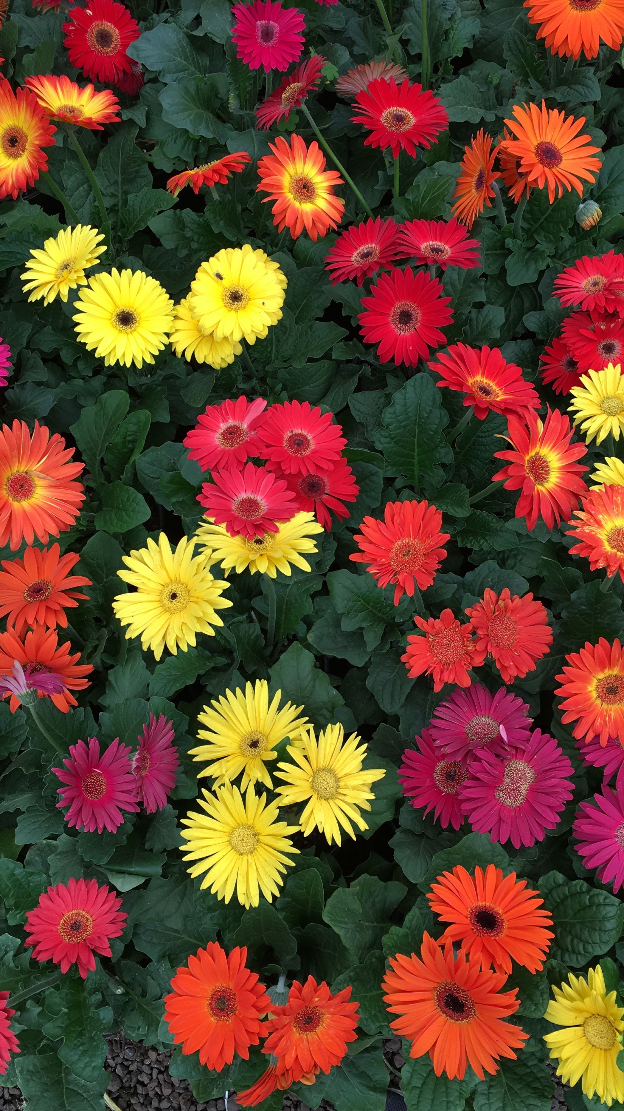 Gerbera Daisy Photos, Download The BEST Free Gerbera Daisy Stock Photos ...