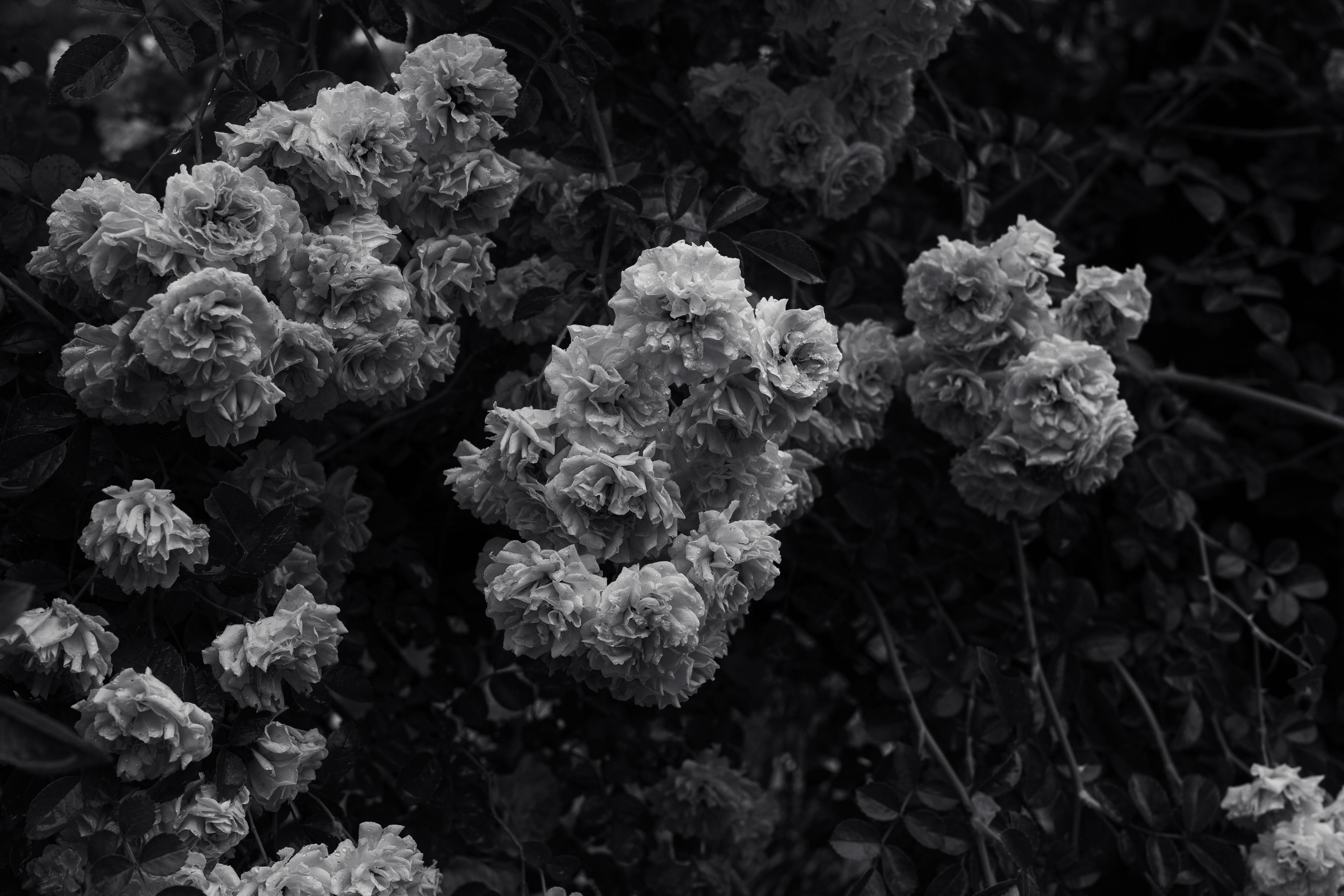 Grayscale Photo of Flowers in Bloom · Free Stock Photo
