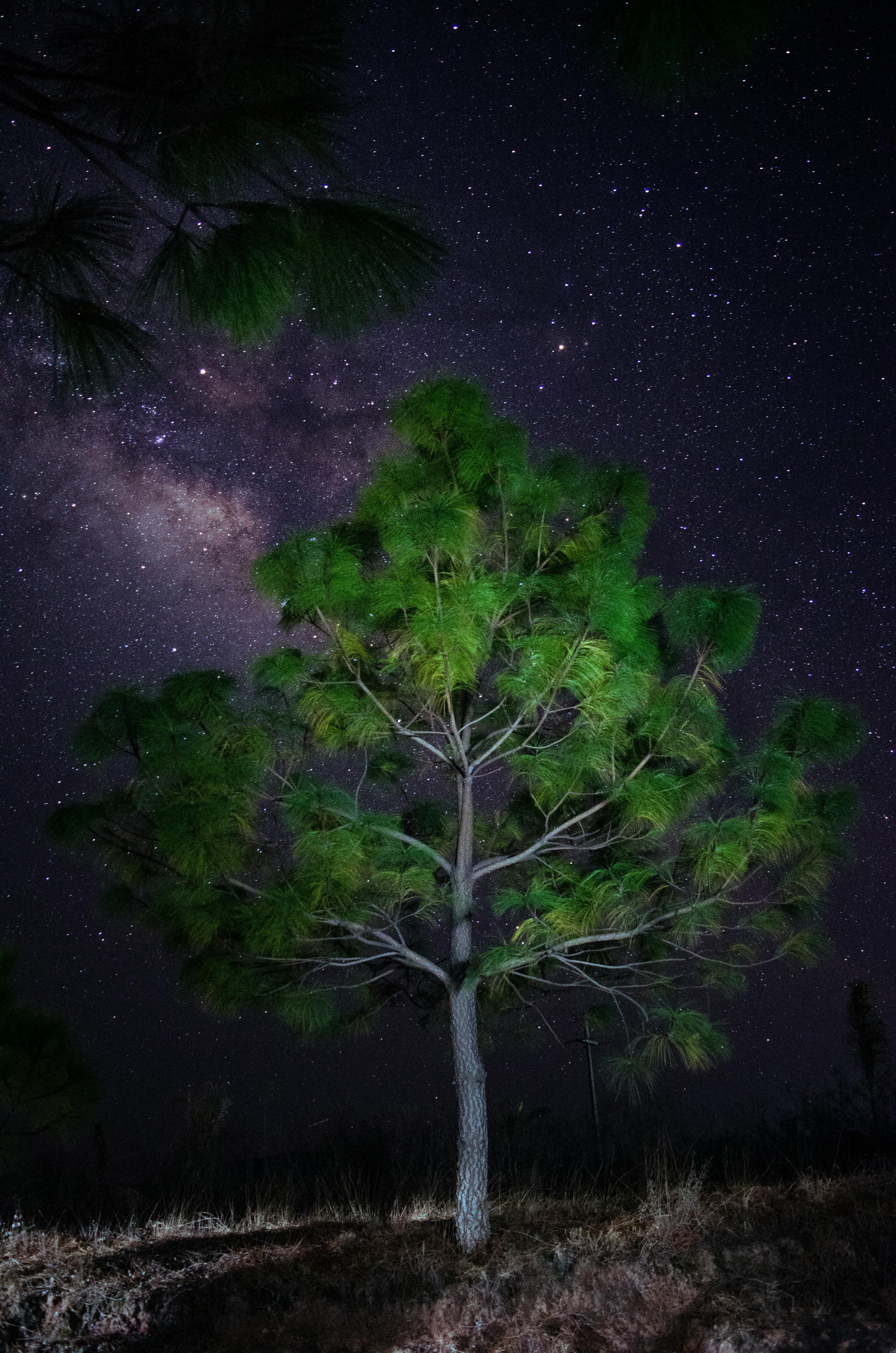 Green Tree Under a Starry Night Sky · Free Stock Photo