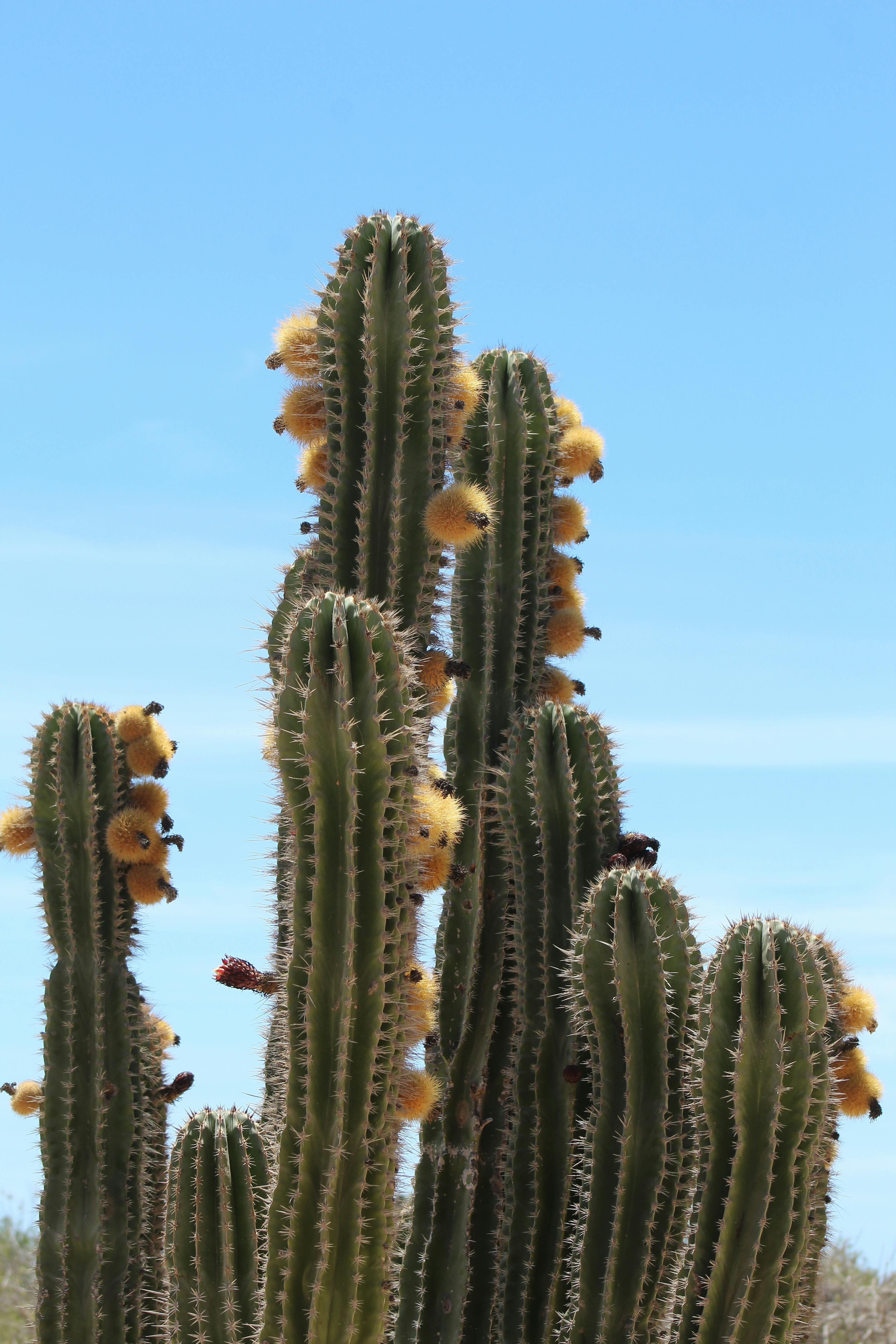 Photo of Cacti · Free Stock Photo