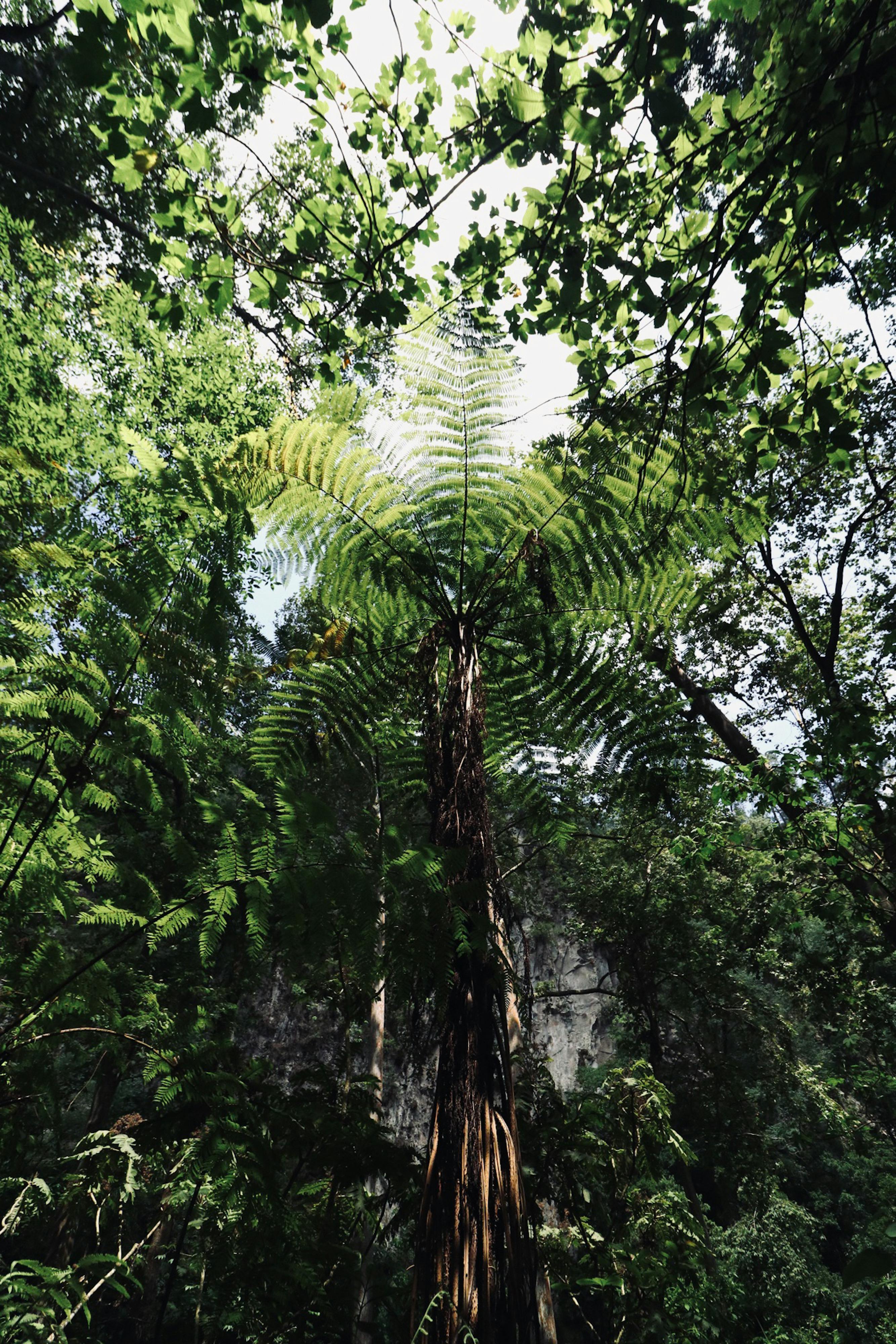 Cyathea Spinulosa Photos, Download The BEST Free Cyathea Spinulosa ...