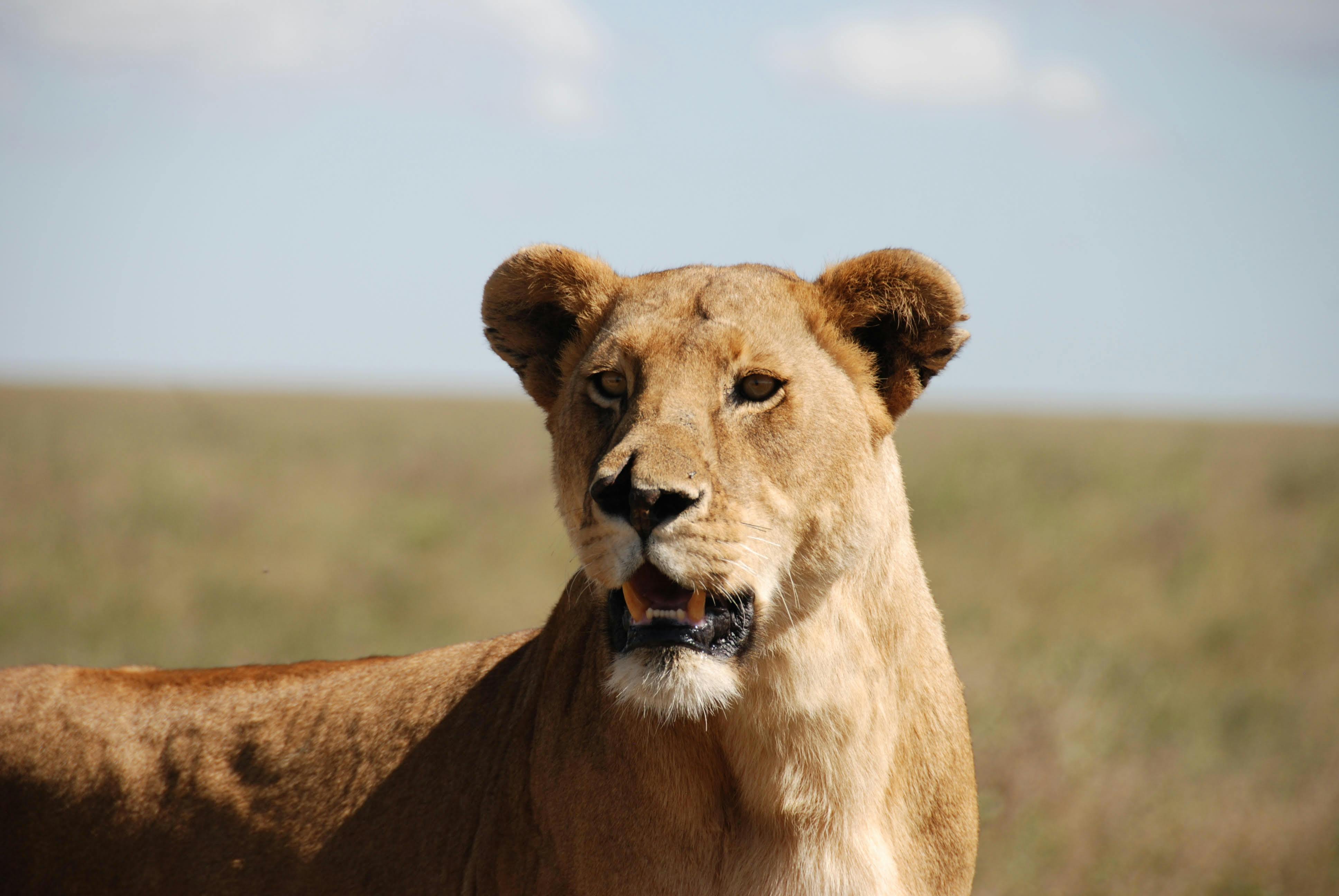 Close Up Photo of Lioness · Free Stock Photo