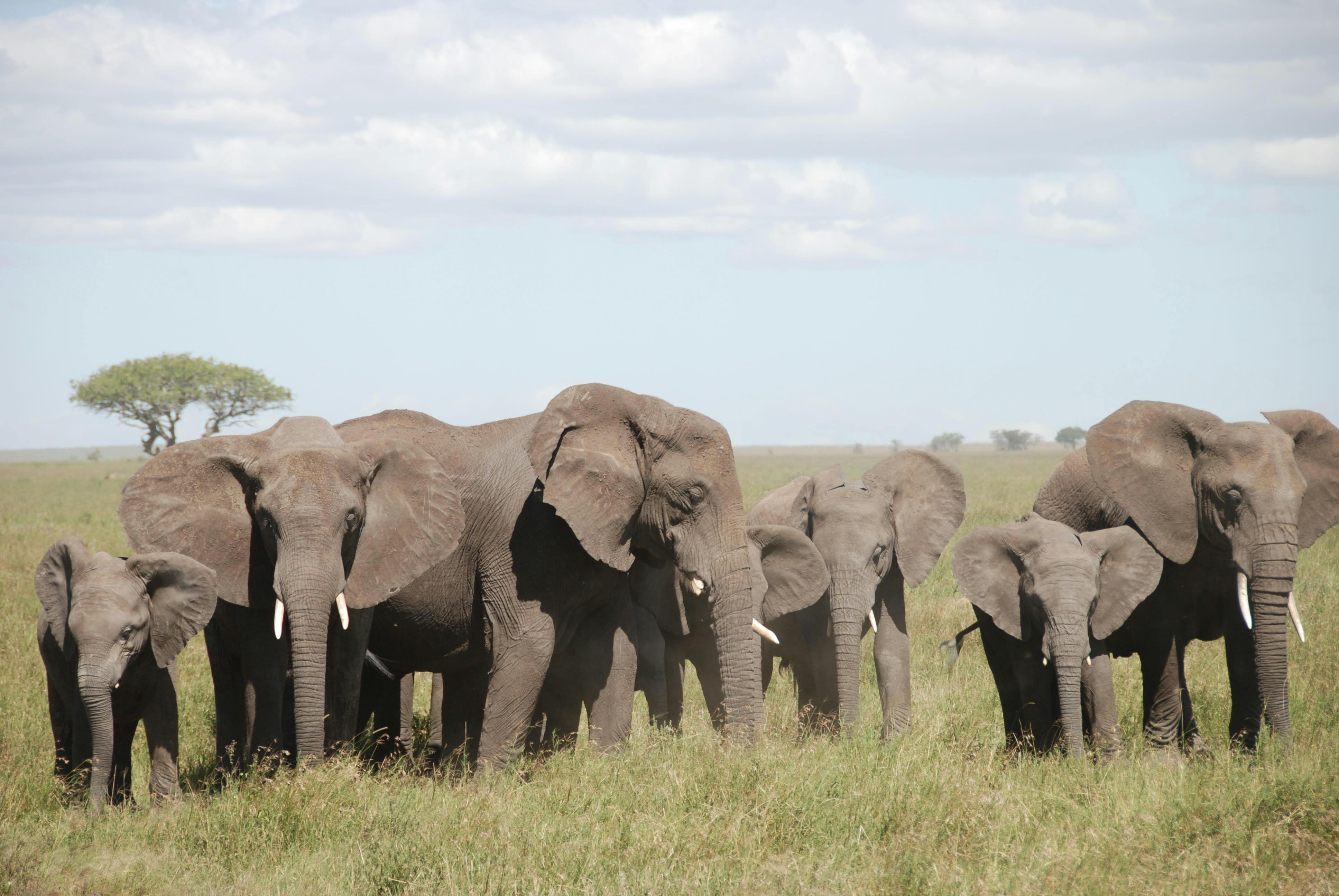 Group of Elephant on Green Grass Field · Free Stock Photo
