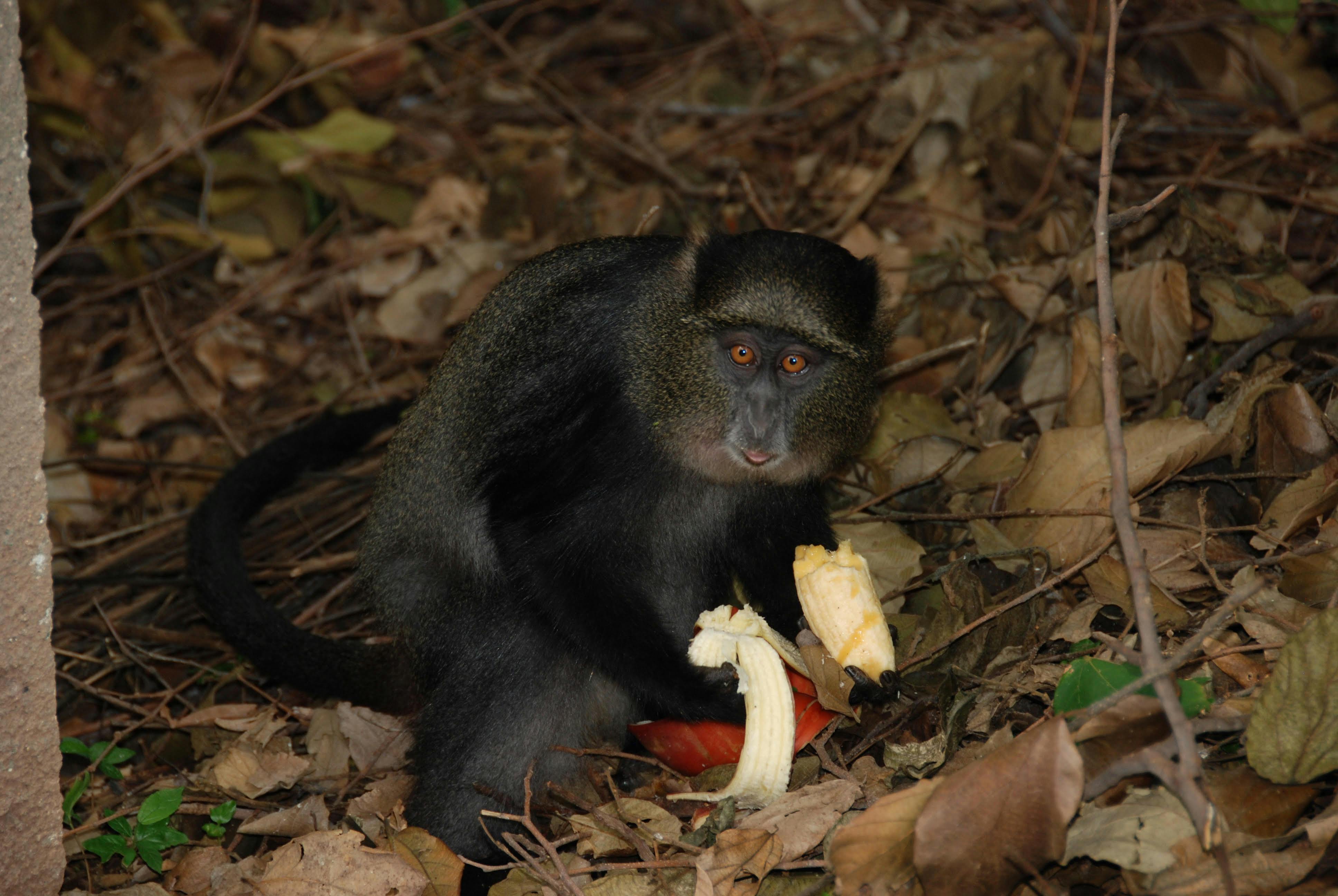 Five Monkey Huddled Together Outdoor during Daytime · Free Stock Photo