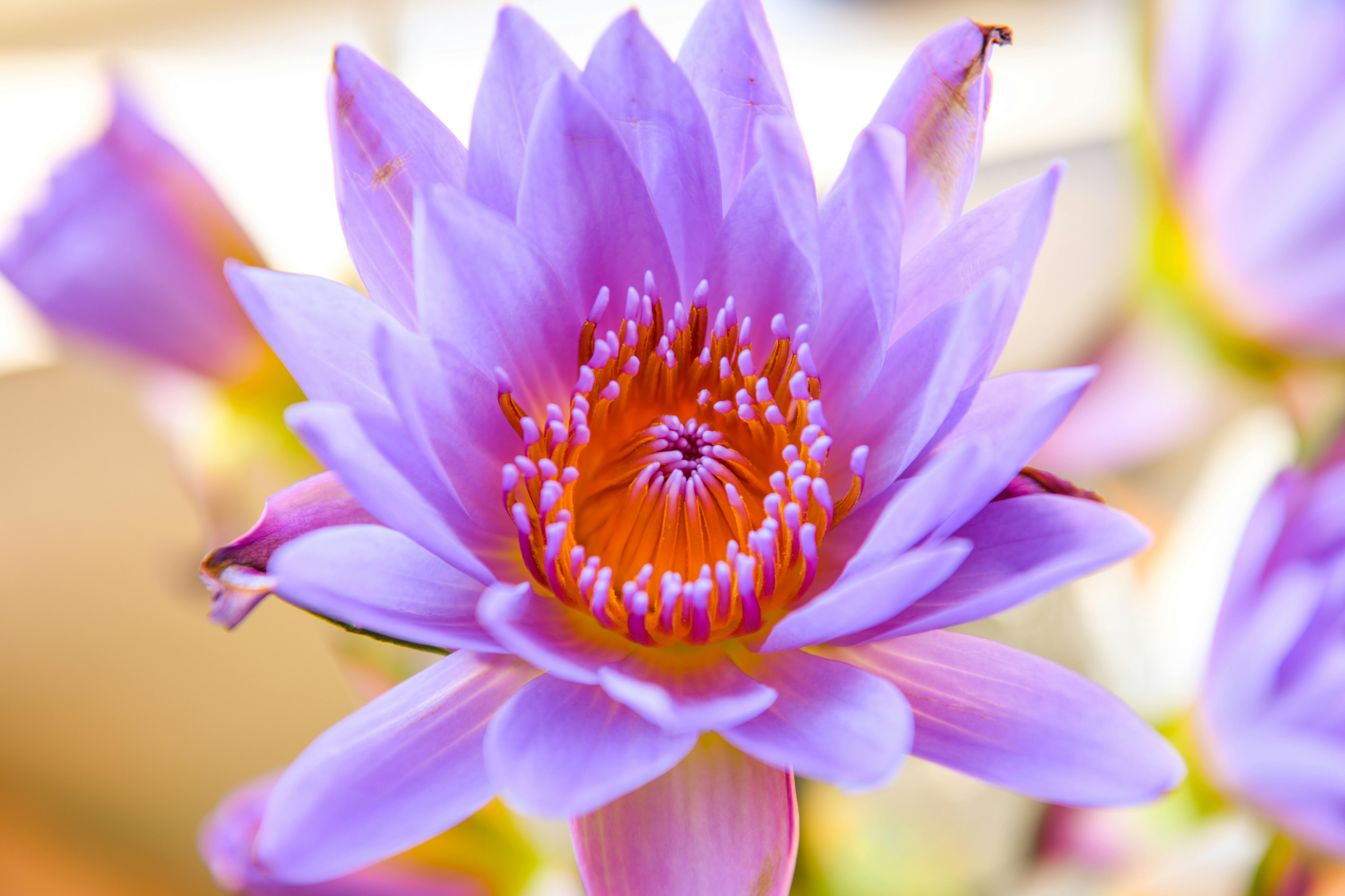 Close-up of Violet Water Lily Flower · Free Stock Photo