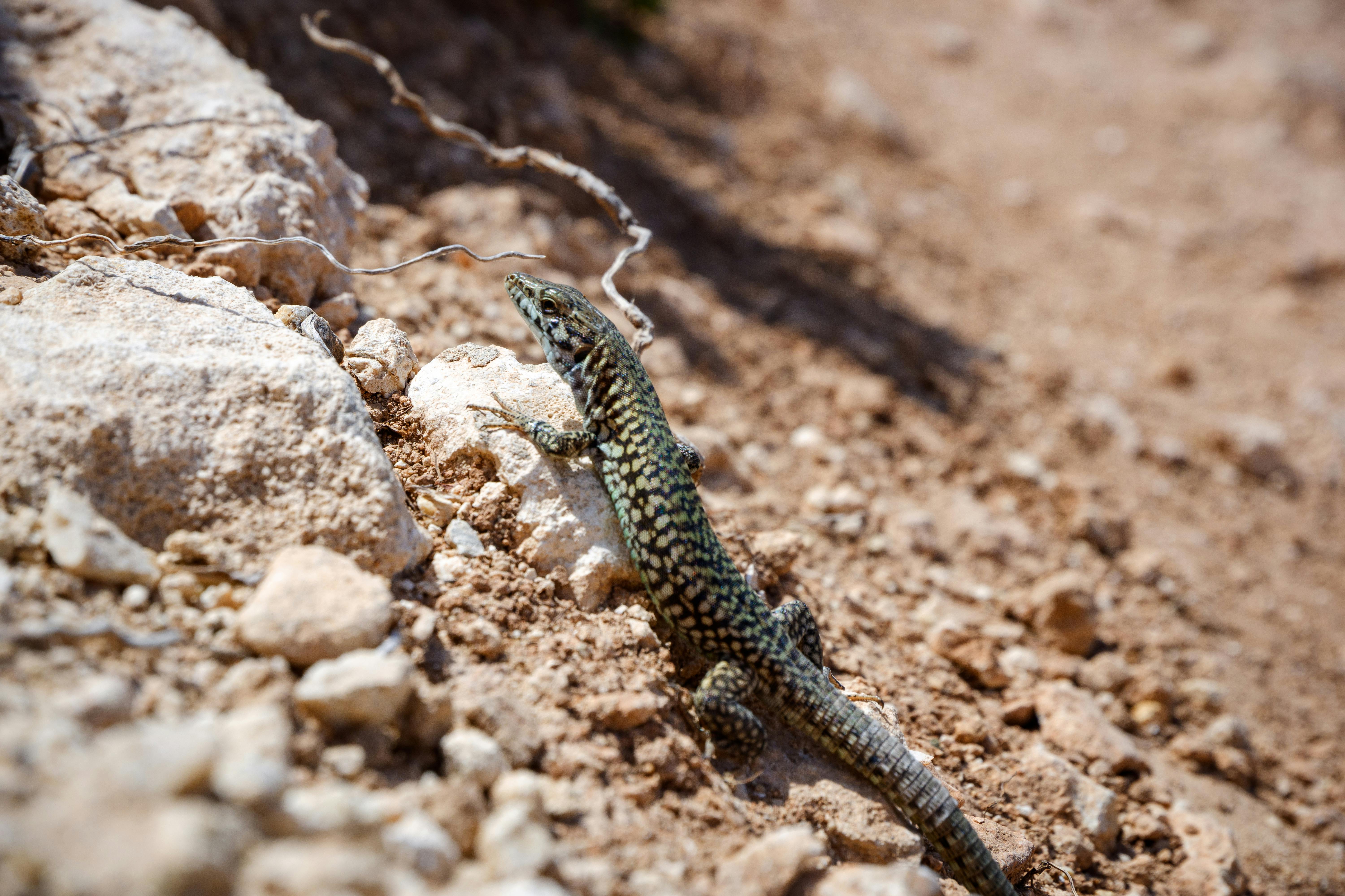 Close Up Photo of Lizard on Rock · Free Stock Photo