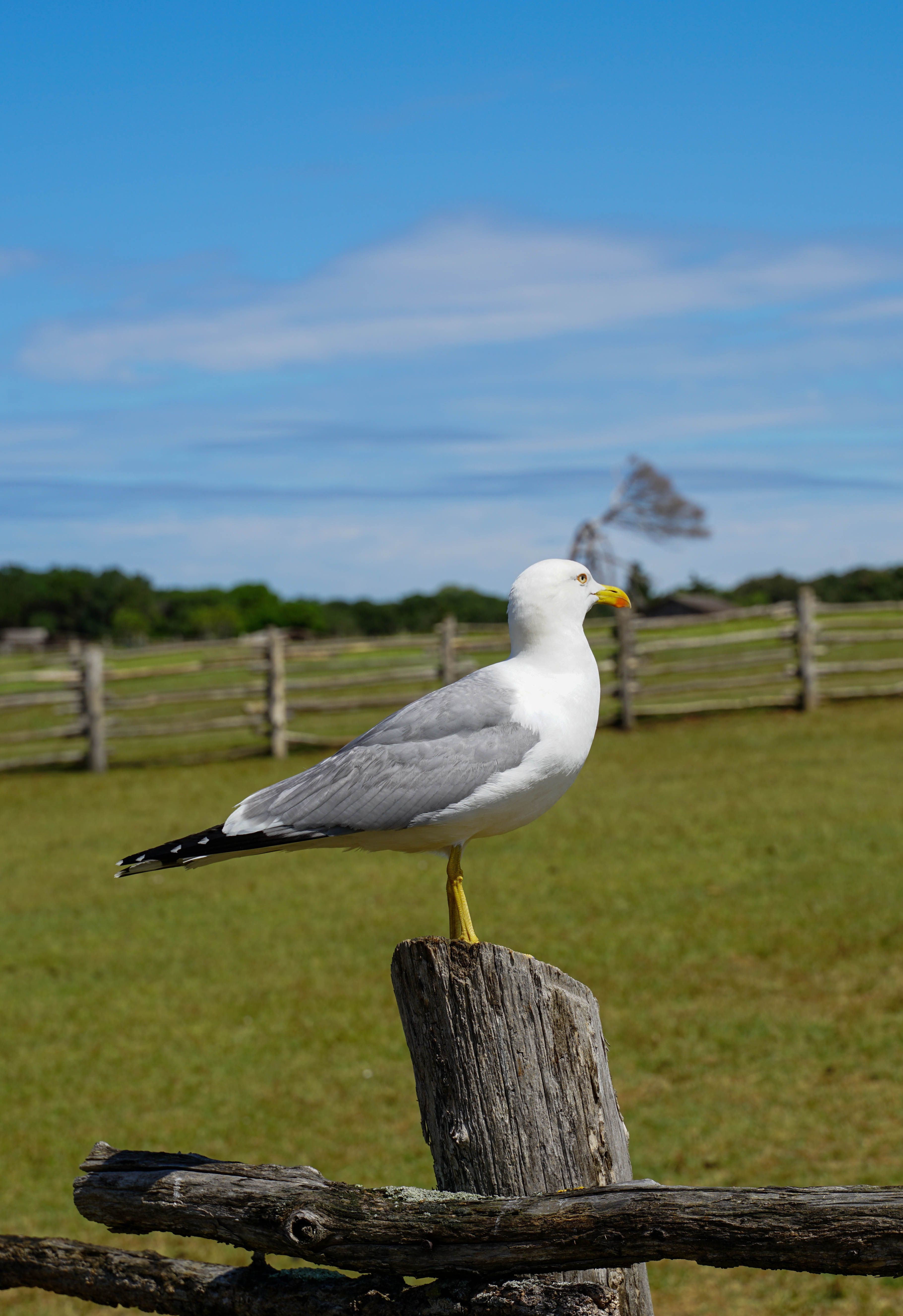 Sea Gull Perched On Rock · Free Stock Photo